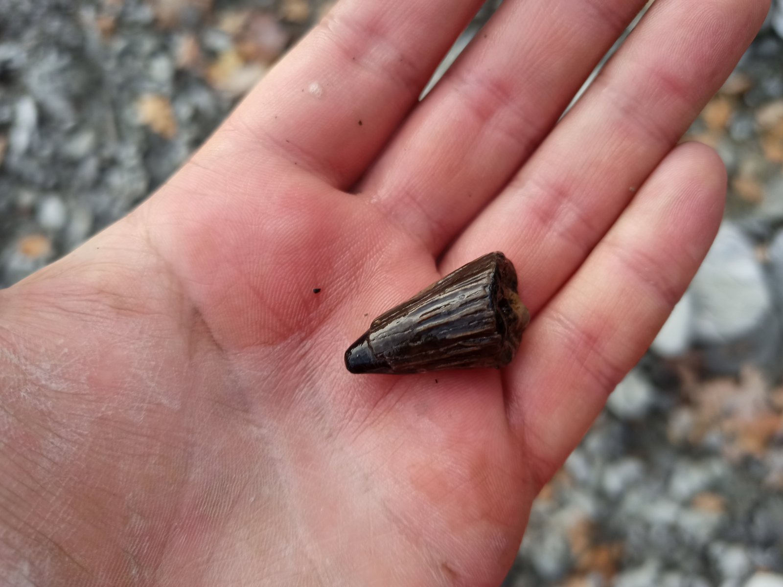 Pliosaur tooth - Reptiles - The Fossil Forum