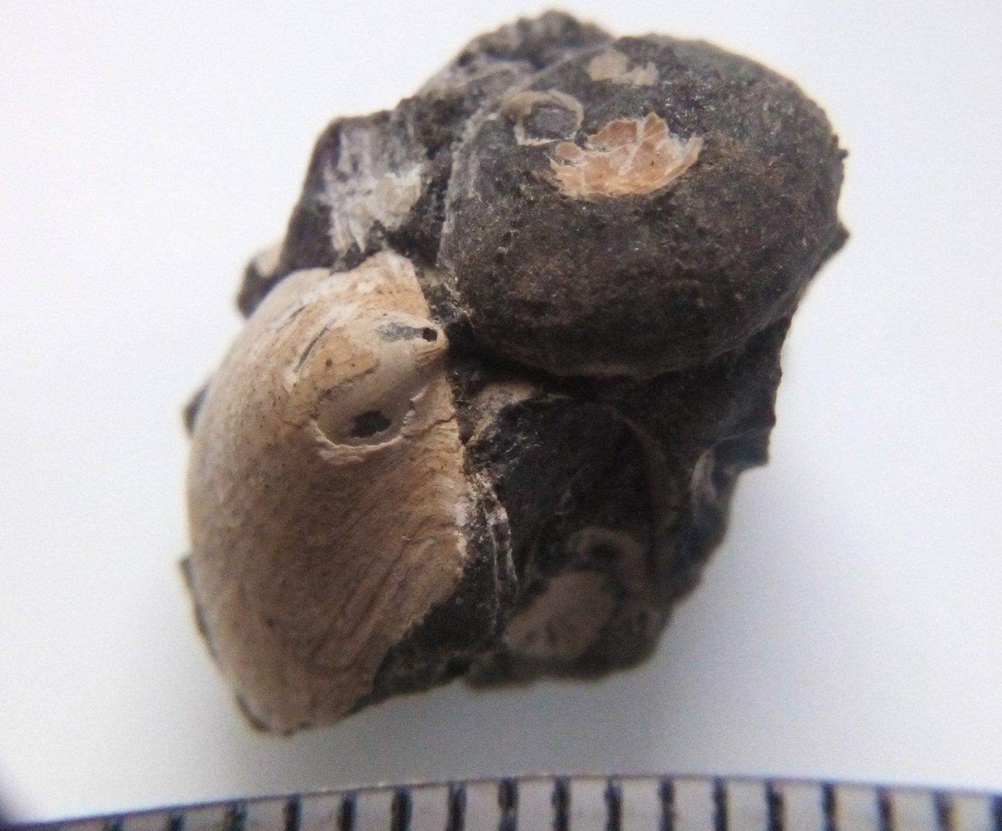 Moscow echinoid test - Echinoderms - The Fossil Forum