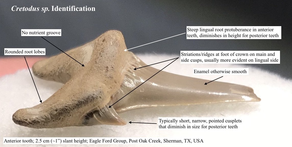 Cretodus tooth identification - Member Collections - The Fossil Forum