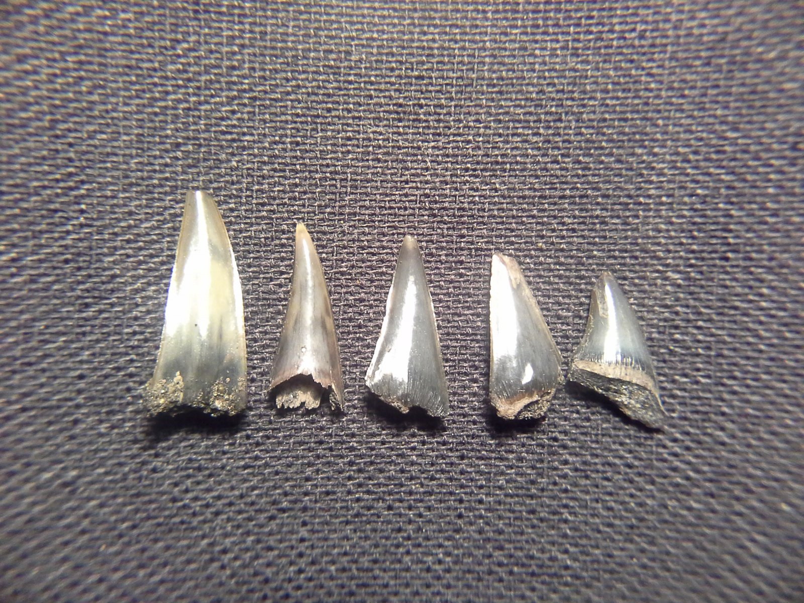 Sphenodus sp. teeth - Member Collections - The Fossil Forum