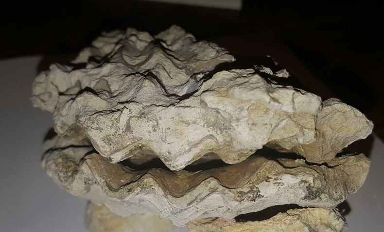 Lopha subovata picture # 1 - Member Collections - The Fossil Forum