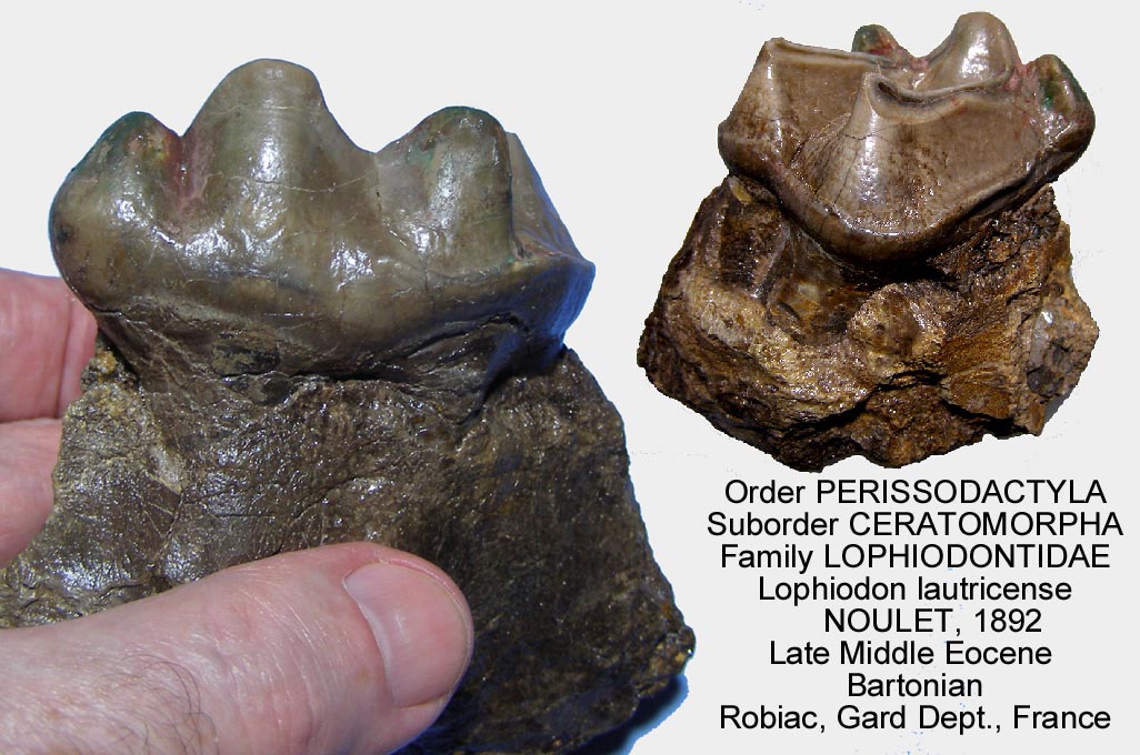 New Fossil Teeth added to the collection - Member Collections - The ...