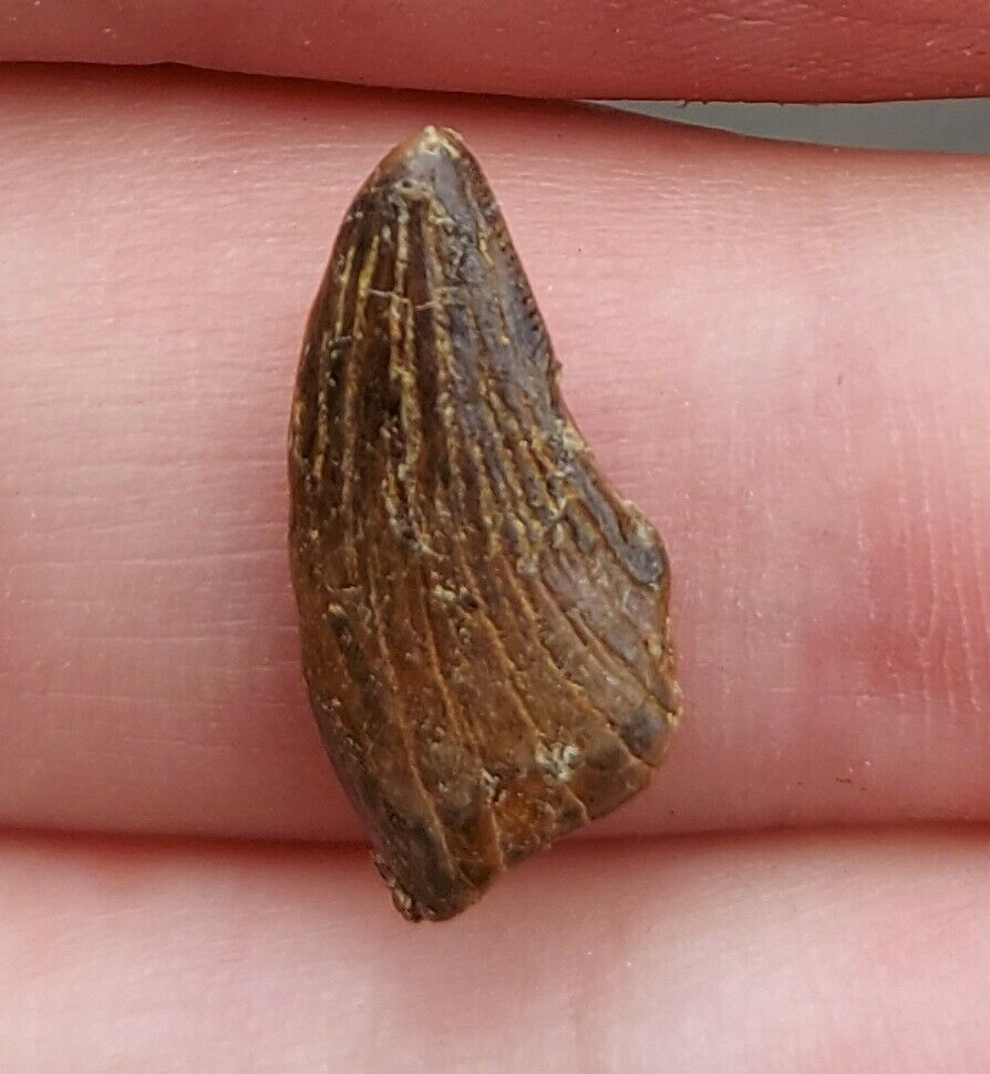 Small Lance Formation tooth - Fossil ID - The Fossil Forum