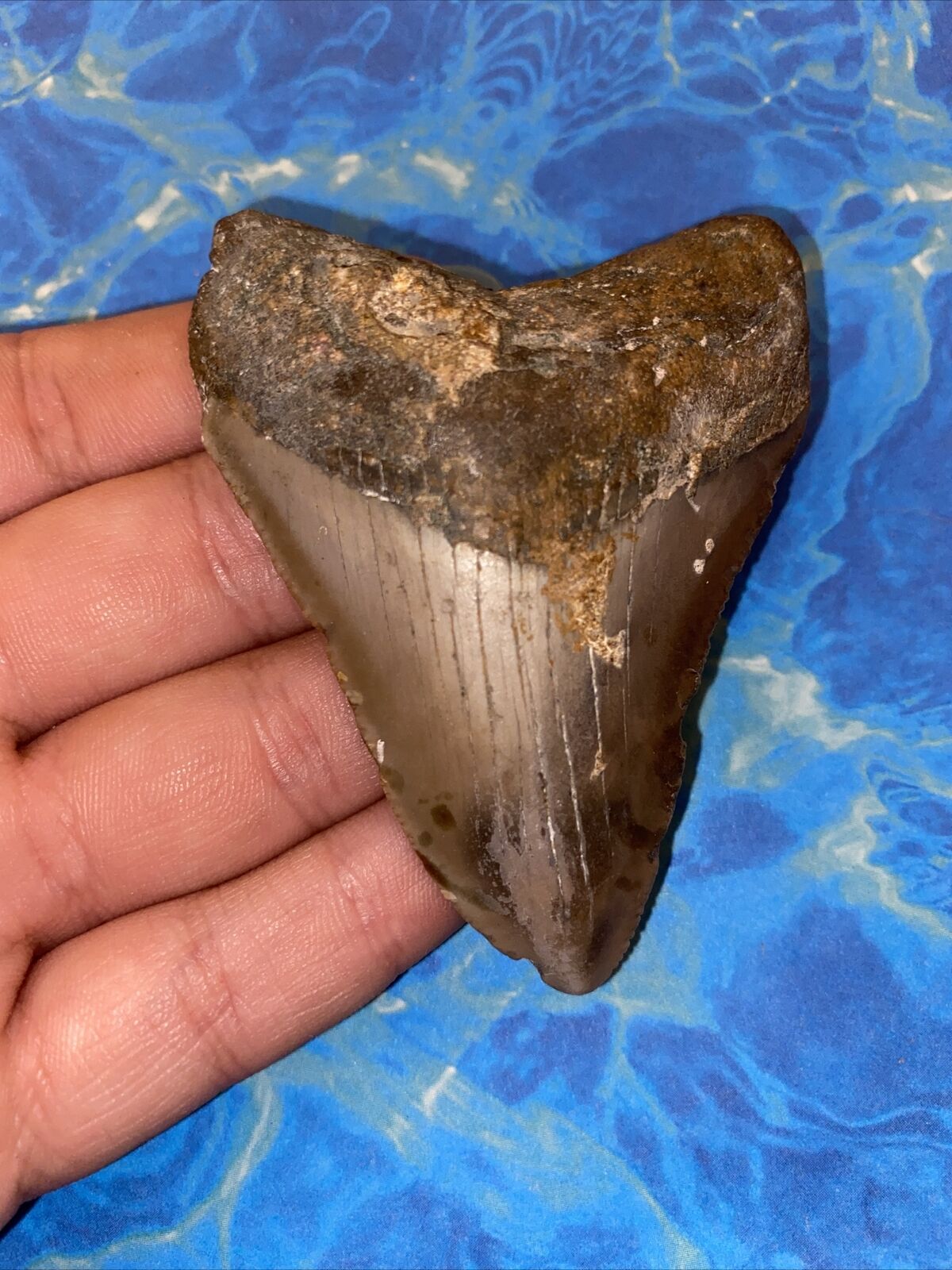 Are these real Megaladon real or fakes. - Is It Real? How to Recognize ...