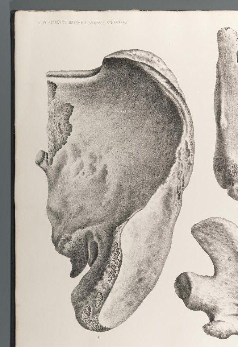 A Very odd bone - Fossil ID - The Fossil Forum