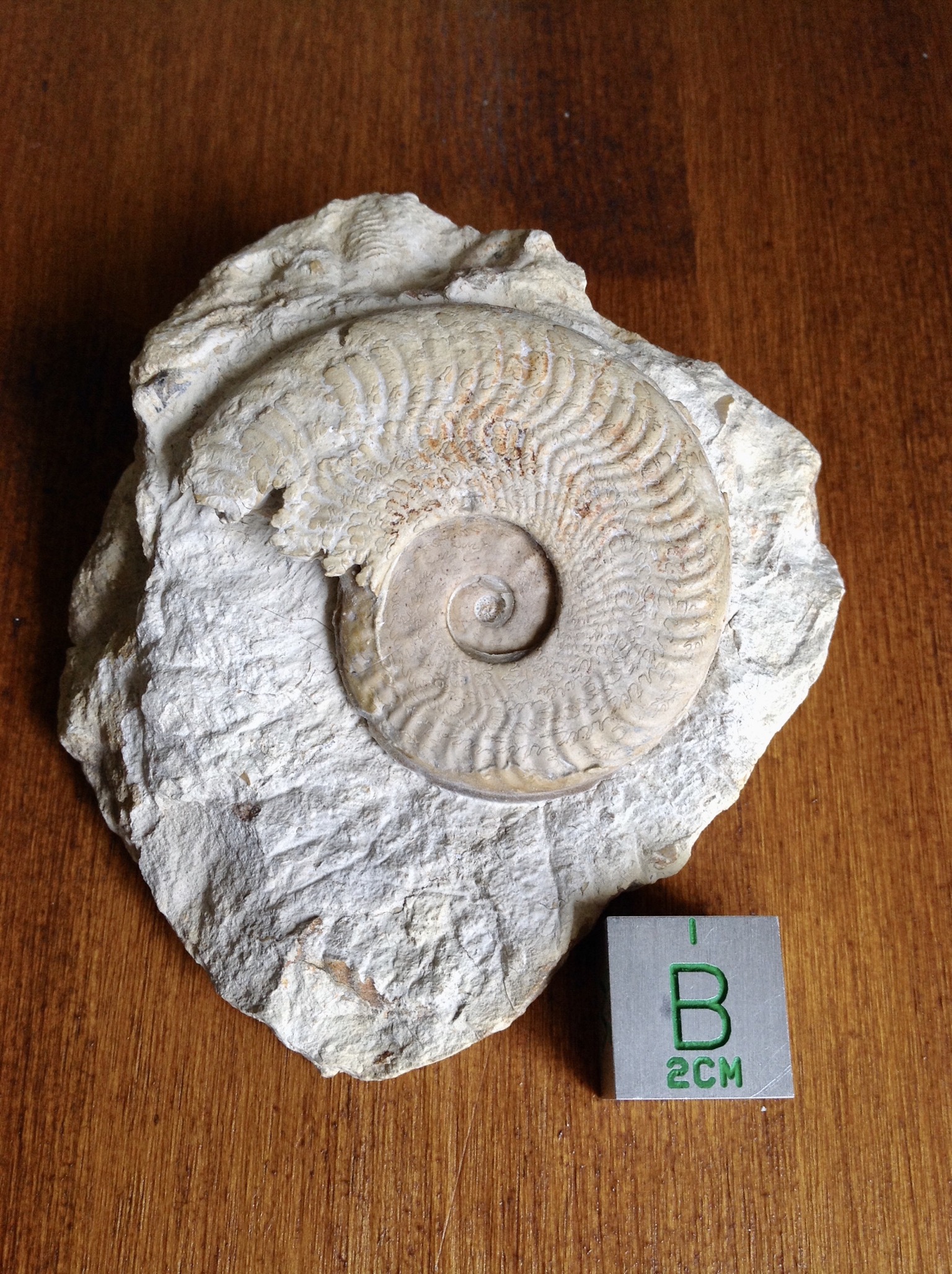 The best of my ammonites 2.0 - Member Collections - The Fossil Forum