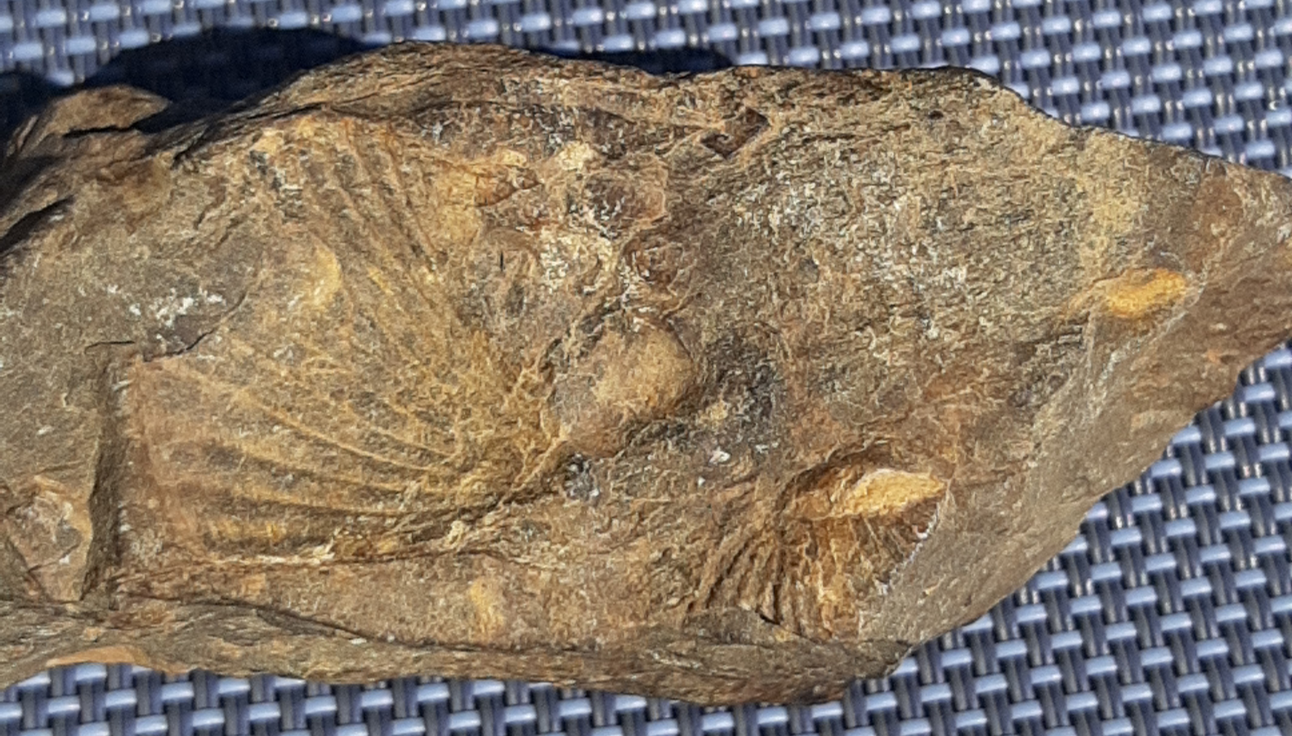 Fossil identification Bergamo (italy) - Fossil ID - The Fossil Forum