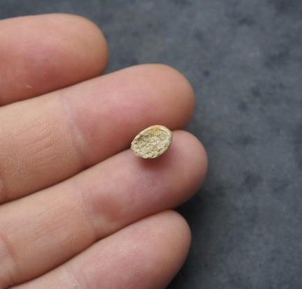 Halisaurus tooth? - Fossil ID - The Fossil Forum