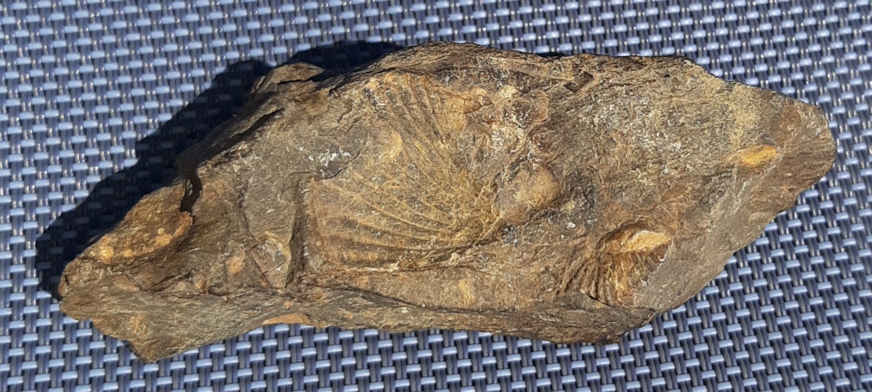 Fossil identification Bergamo (italy) - Fossil ID - The Fossil Forum