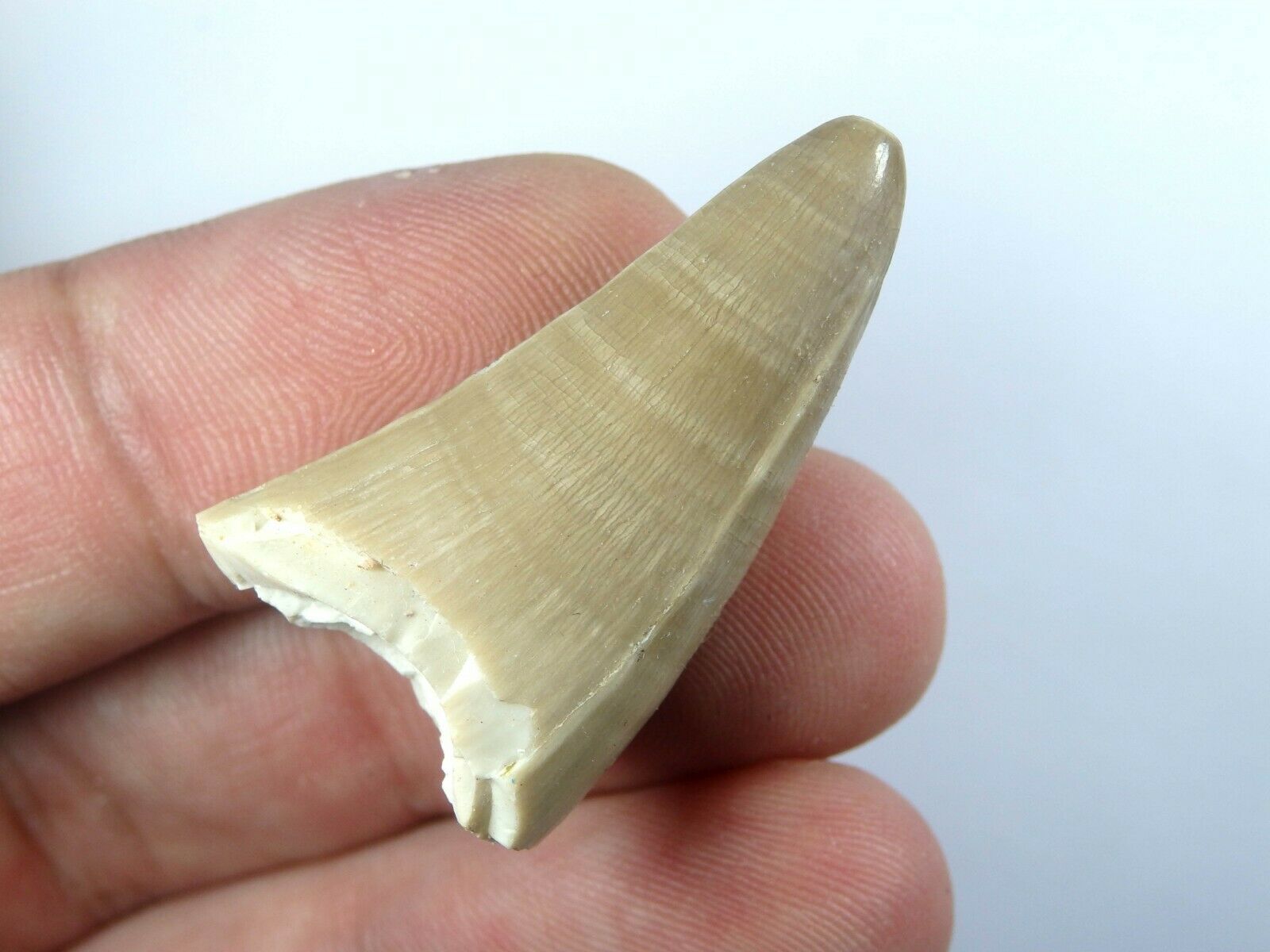 Moroccan croc tooth - Fossil ID - The Fossil Forum