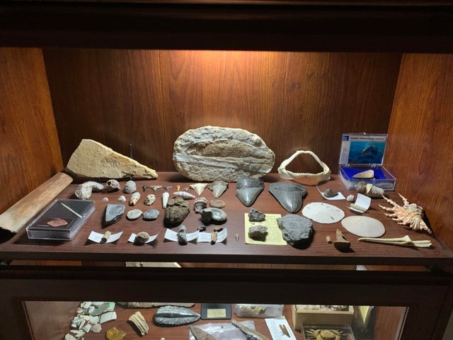 My collection cabinet - Member Collections - The Fossil Forum