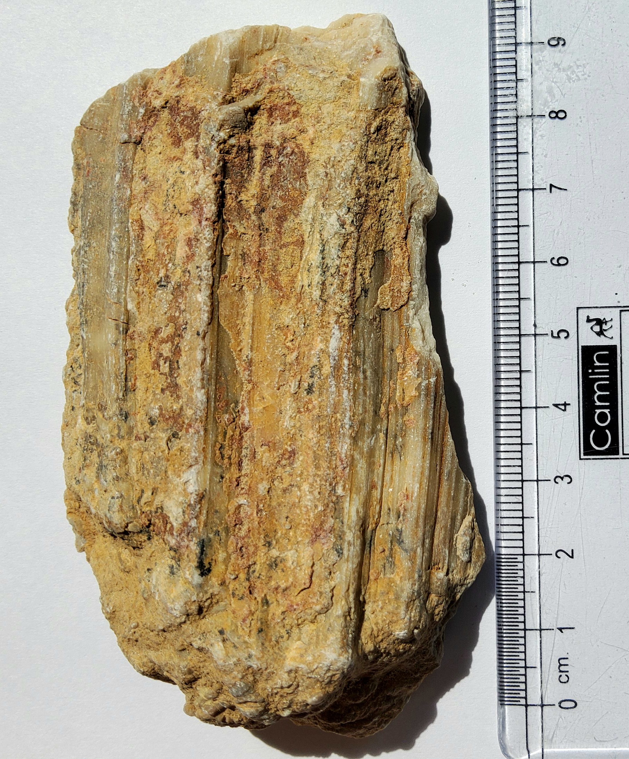 Calcite shell? - Fossil ID - The Fossil Forum