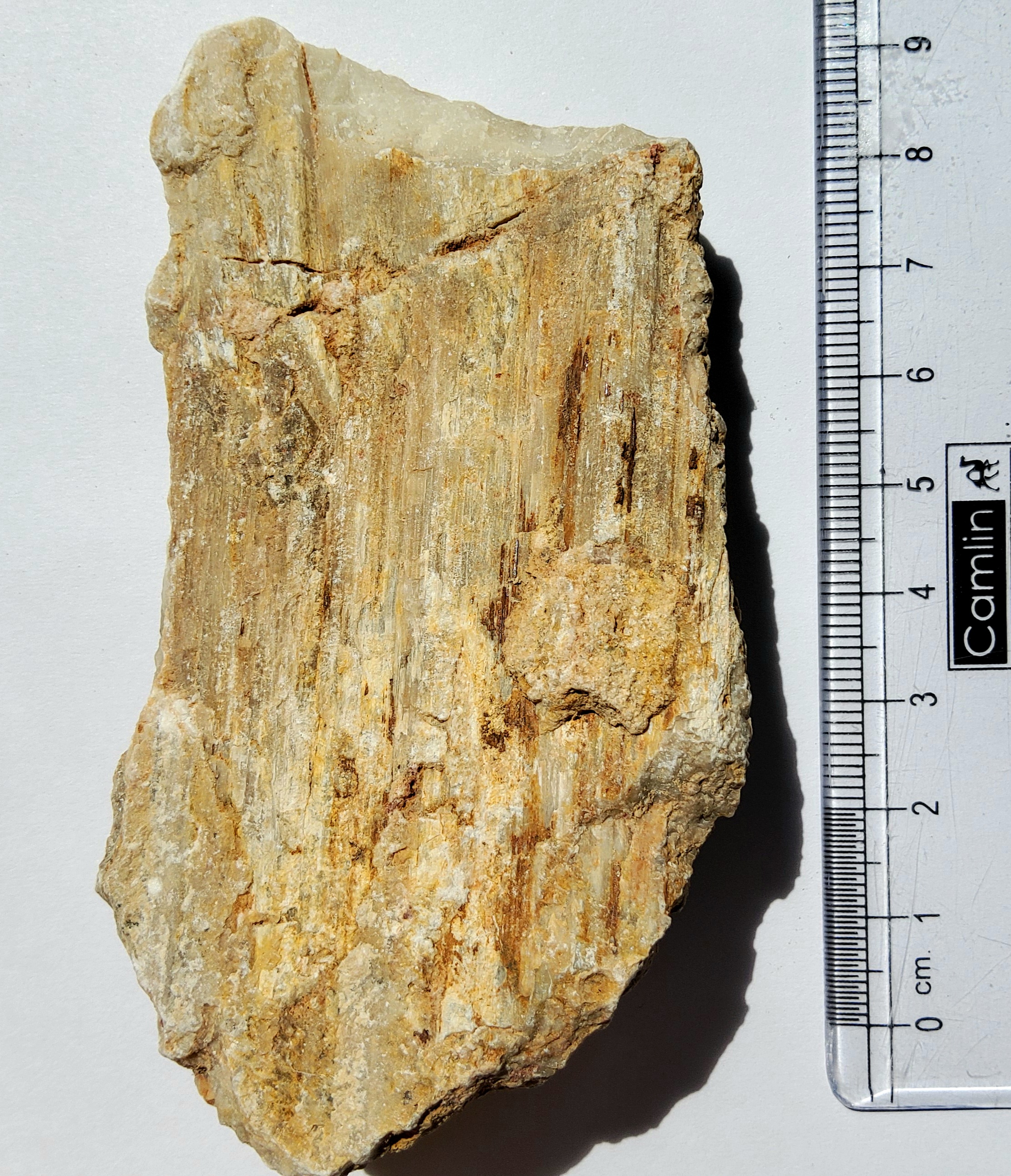 Calcite shell? - Fossil ID - The Fossil Forum