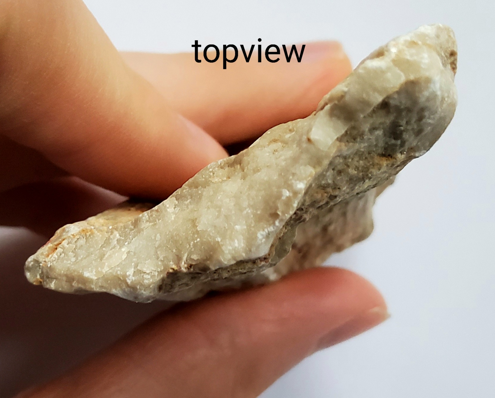Calcite shell? - Fossil ID - The Fossil Forum