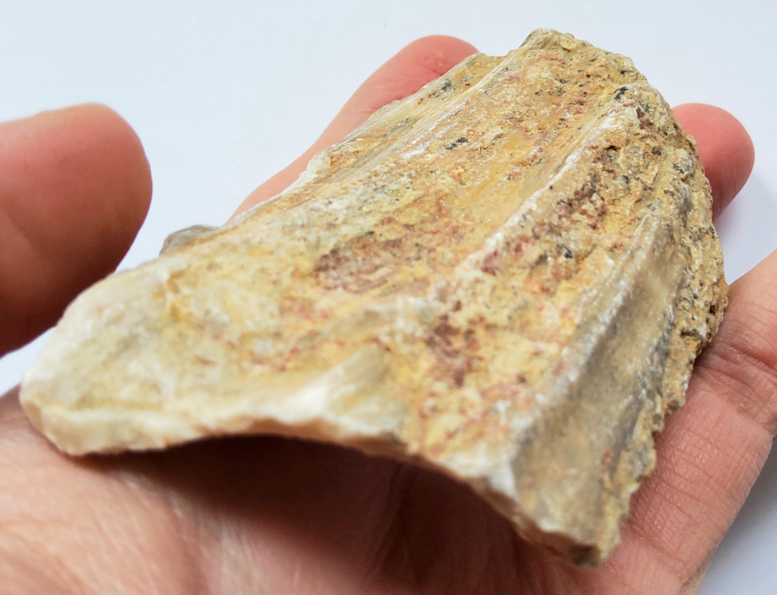Calcite shell? - Fossil ID - The Fossil Forum