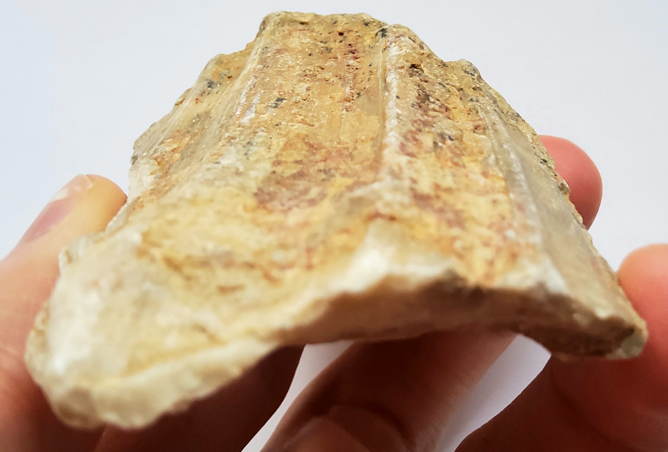 Calcite shell? - Fossil ID - The Fossil Forum