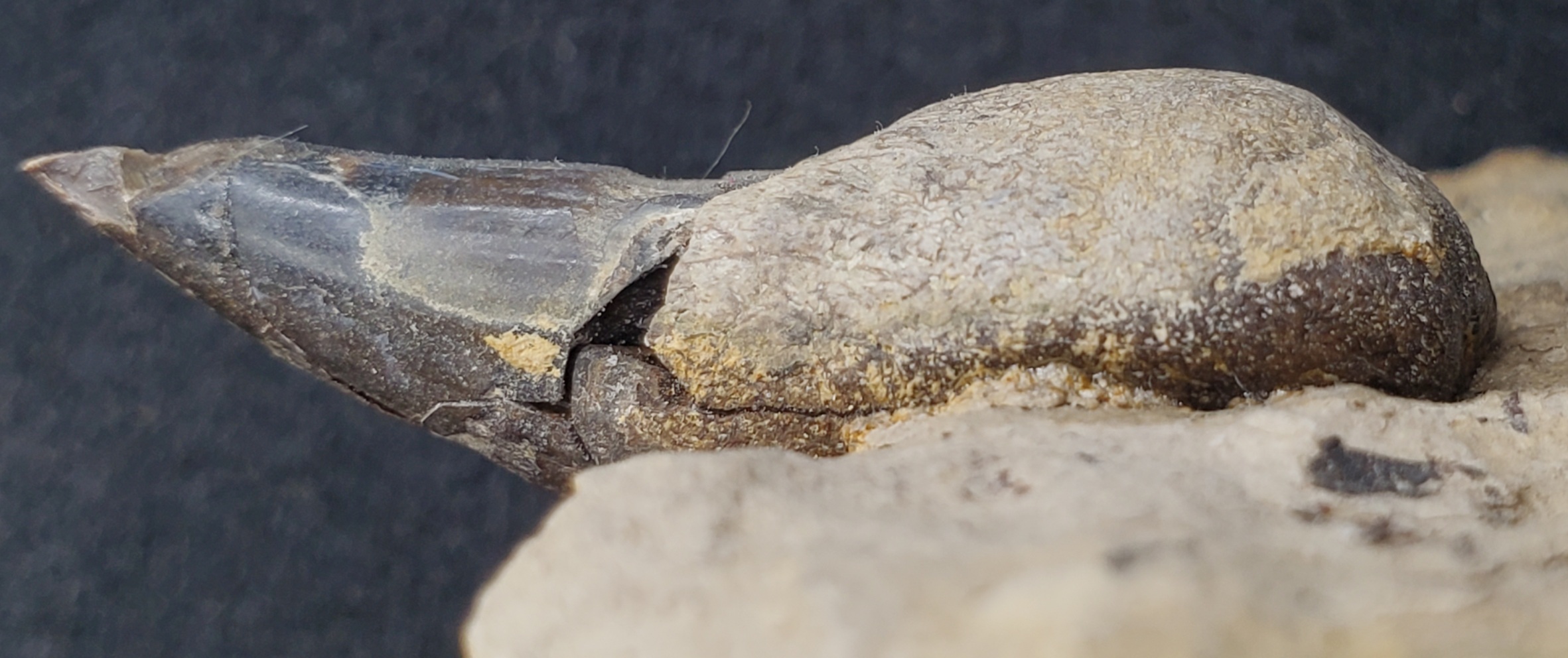 Pliosaur & Mosasaur Tooth Collection from Central Texas - Page 2 ...