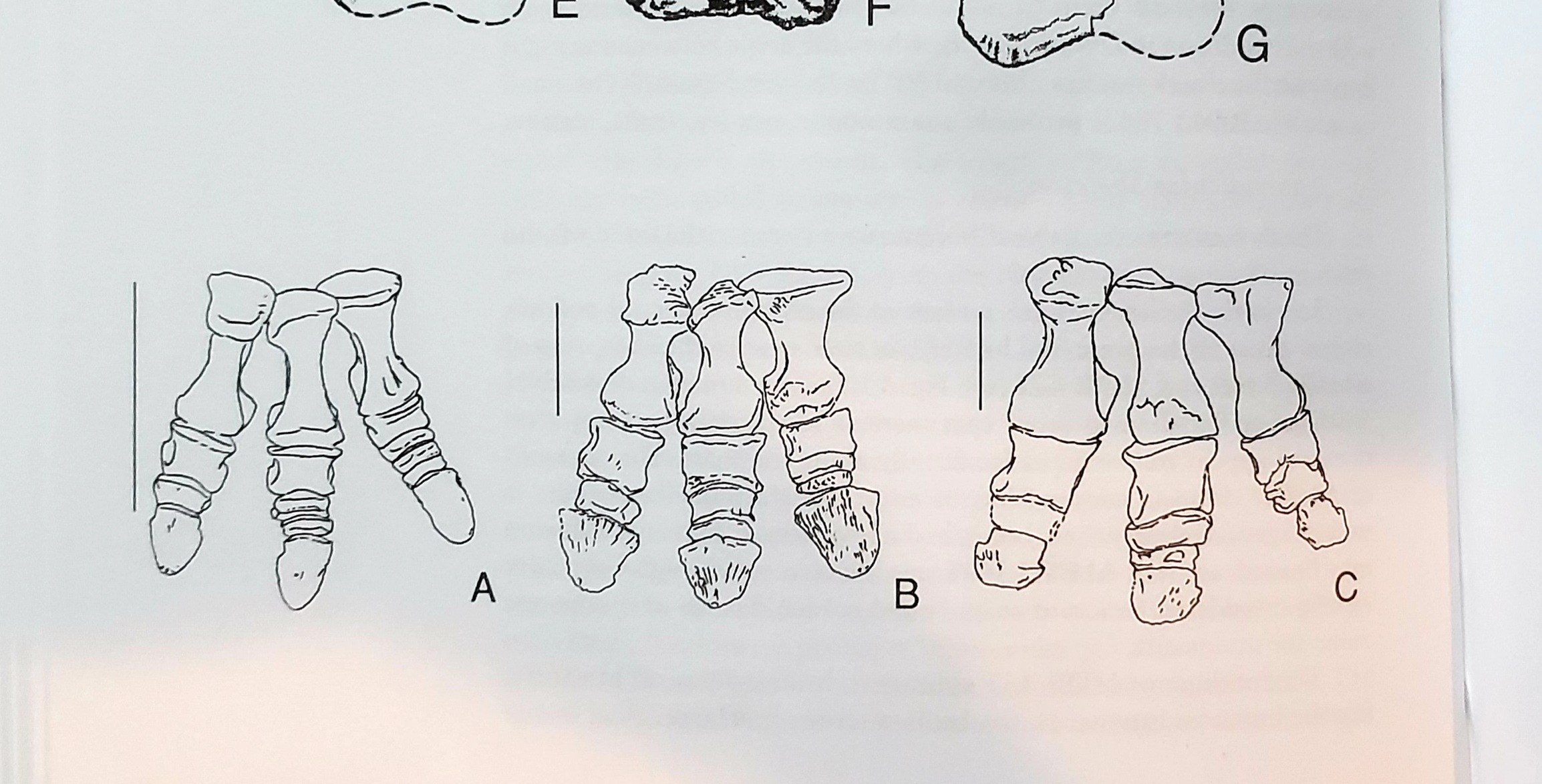 Ankylosaurus/Nodosaurus Ungals and Foot References? - Questions ...