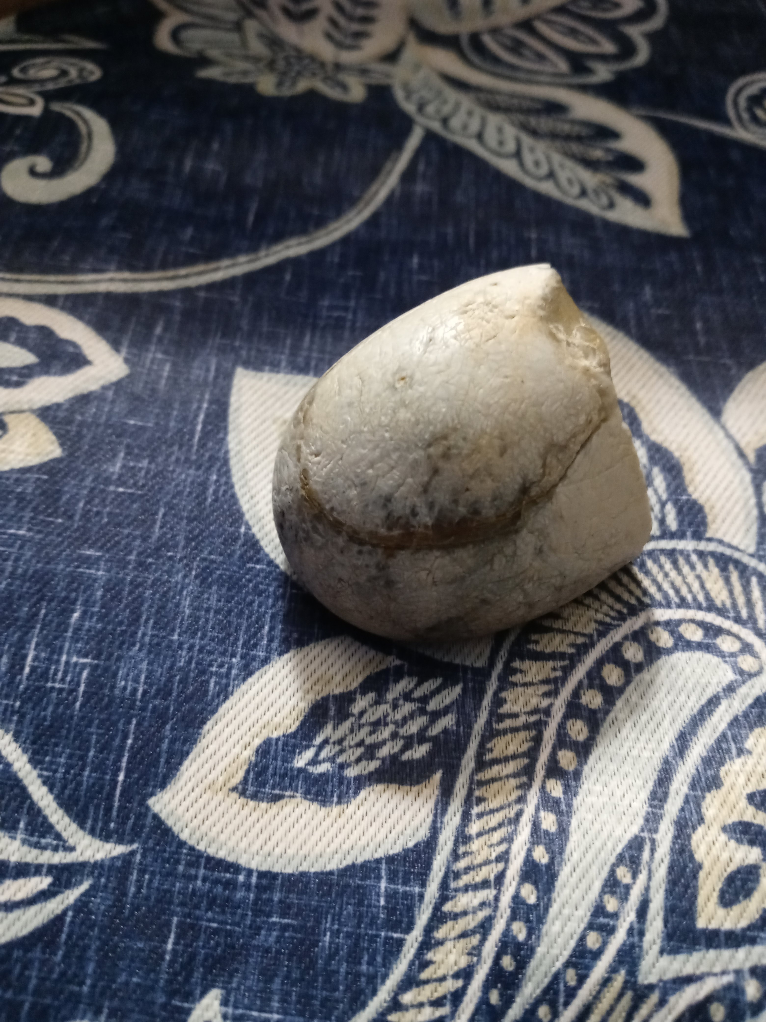 Isopod fossils. - Questions & Answers - The Fossil Forum