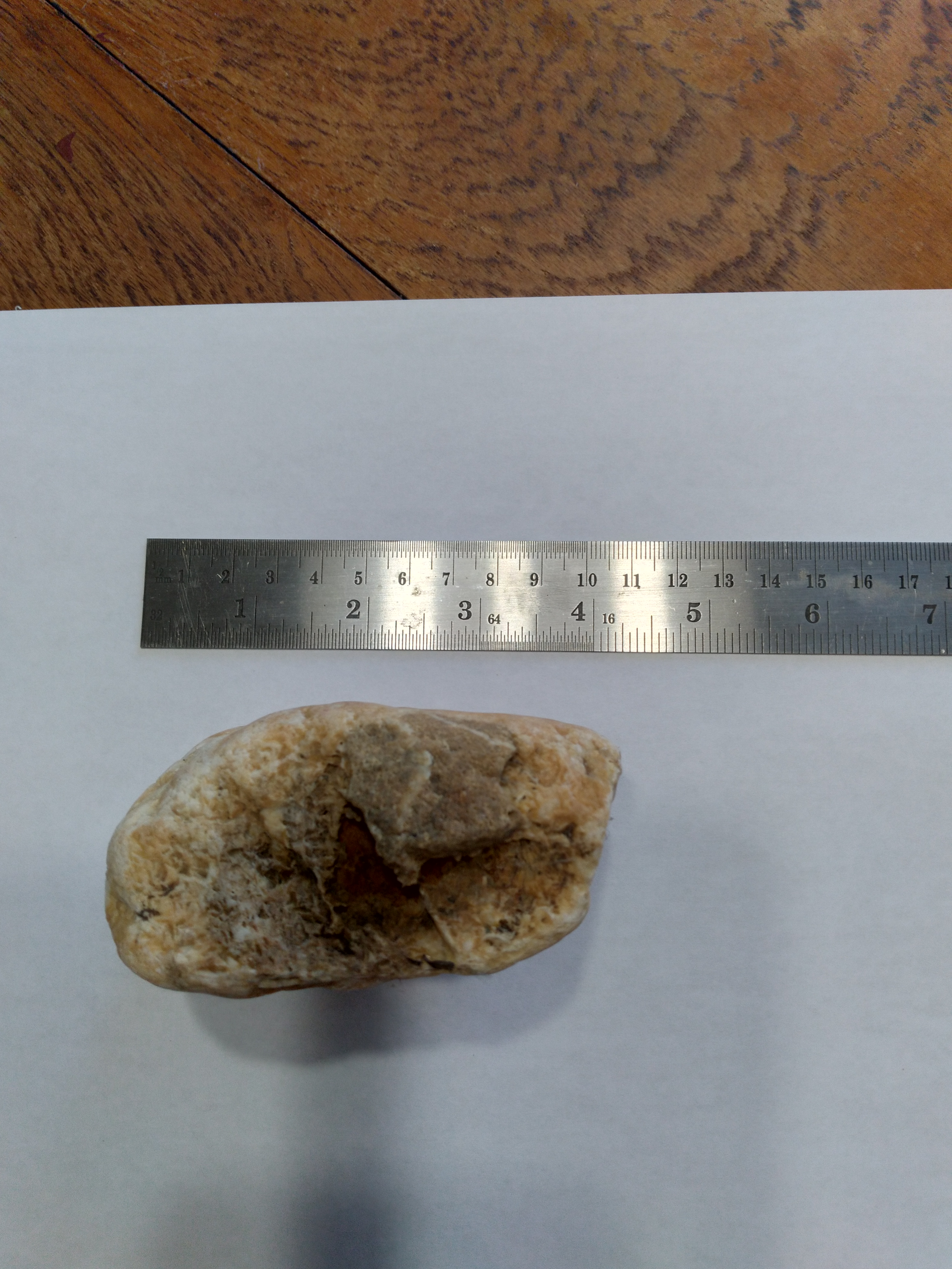 Is it possible that this is a piece of fossil bone from a joint ...