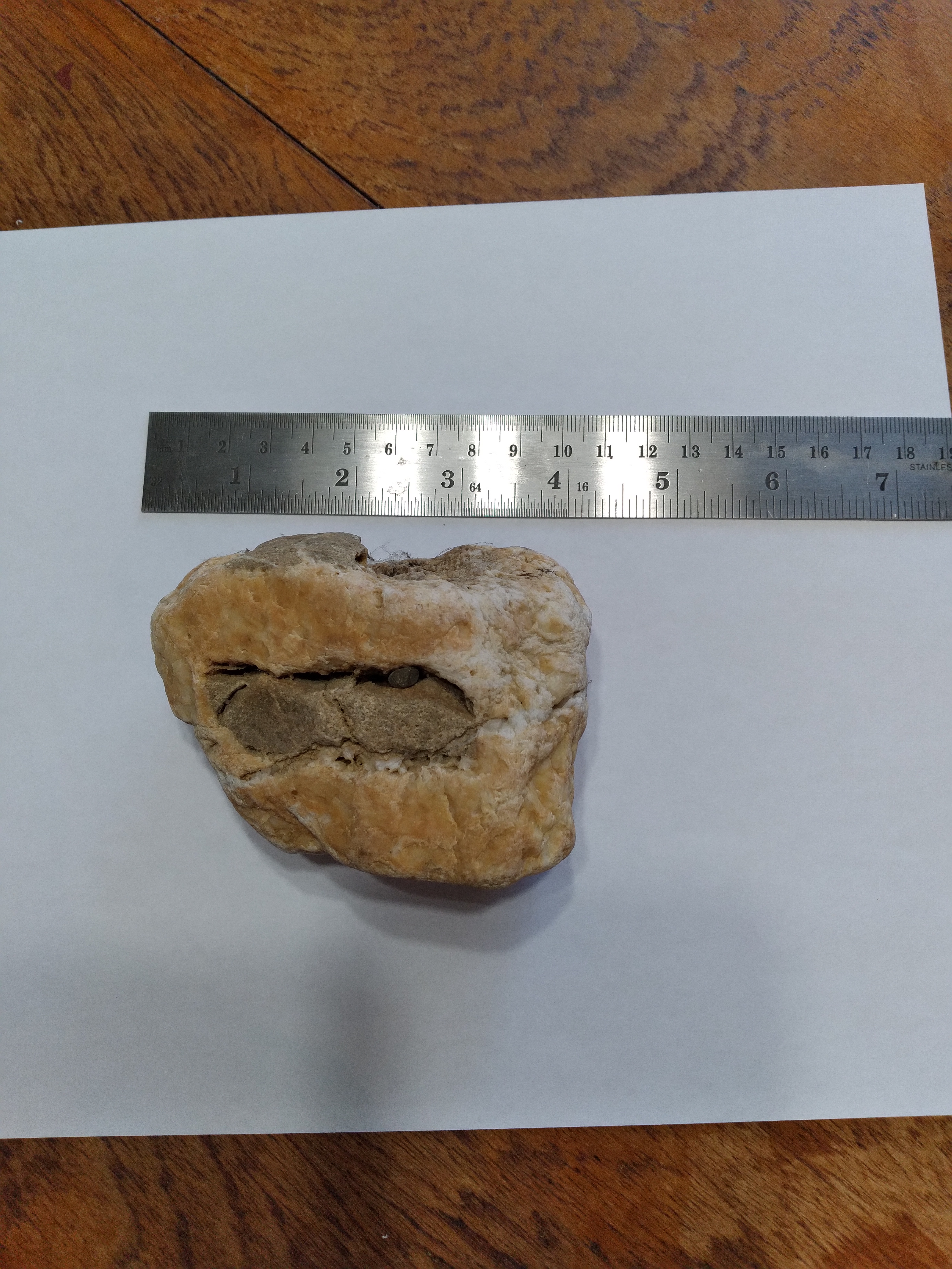 Is it possible that this is a piece of fossil bone from a joint ...