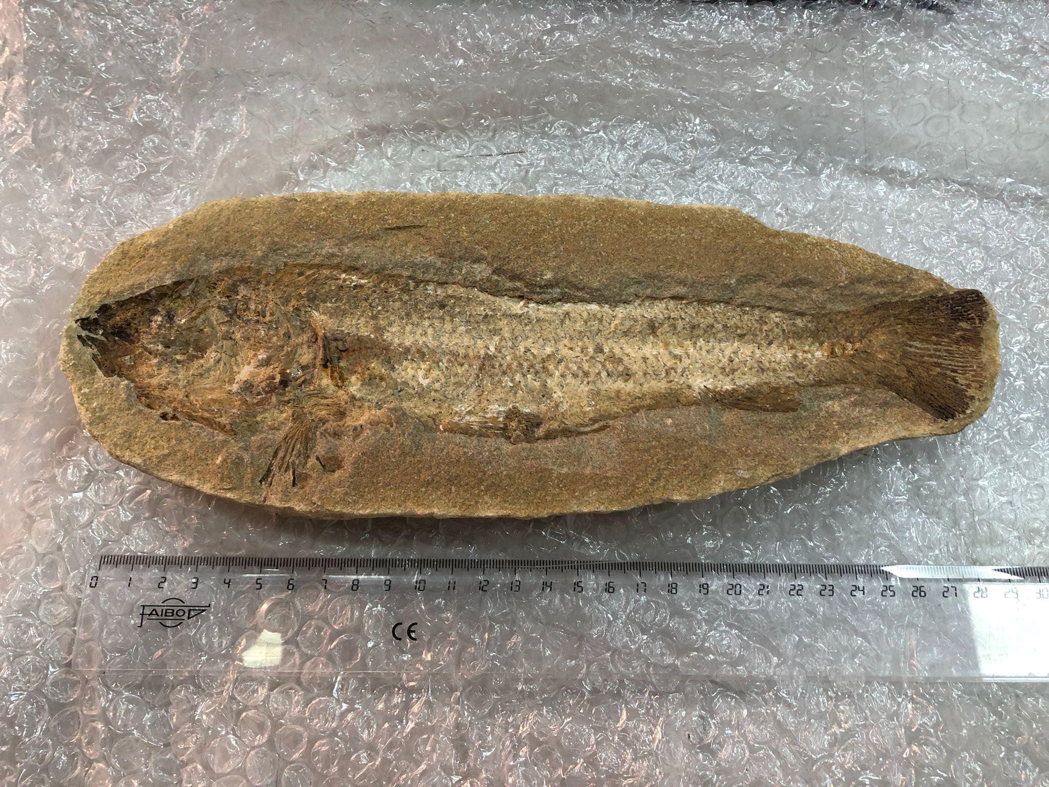 Fossil Fish Identification Help - Fossil ID - The Fossil Forum