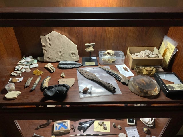 My collection cabinet - Member Collections - The Fossil Forum