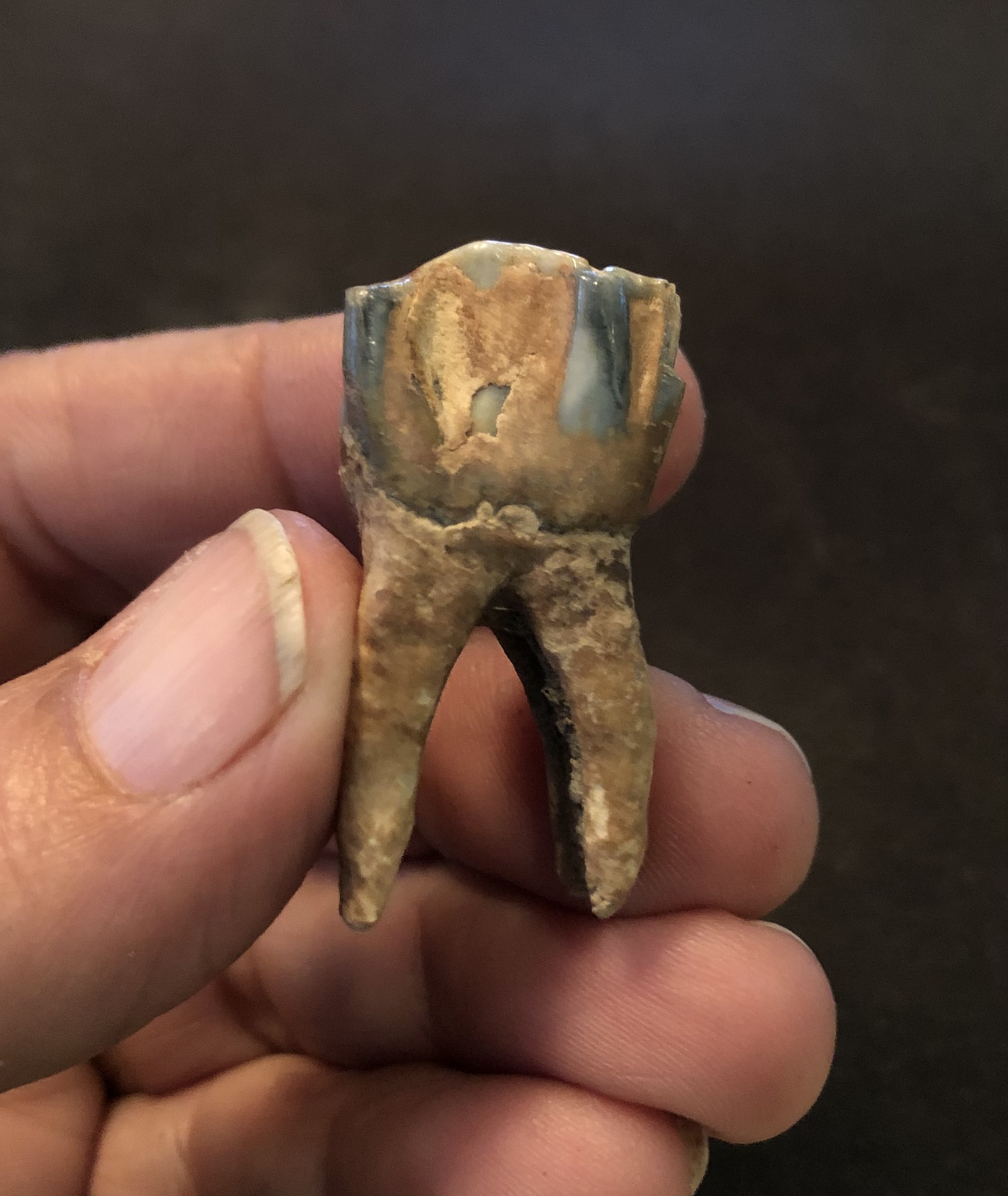 Mammal Teeth - Fossil ID - The Fossil Forum