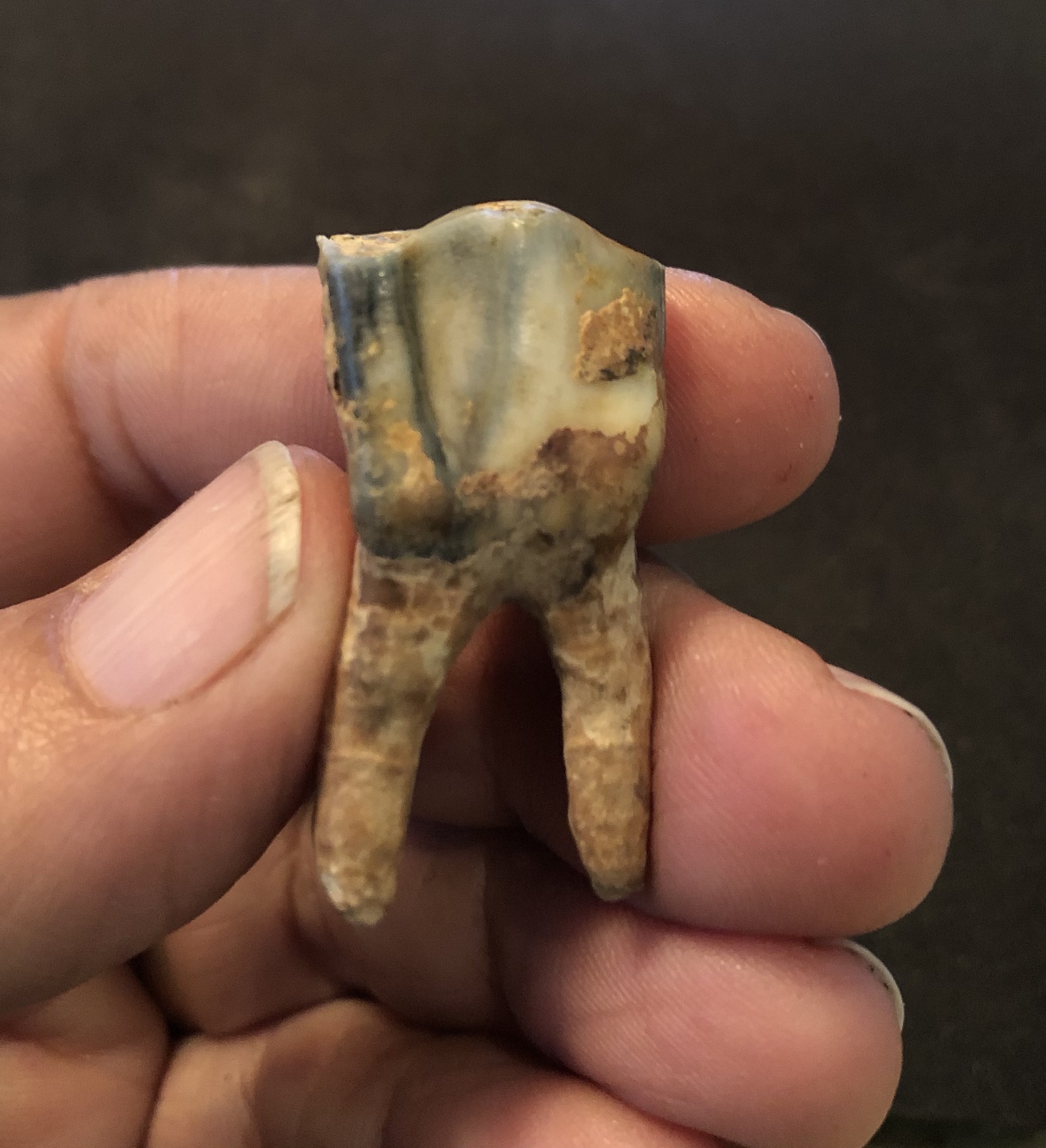 Mammal Teeth - Fossil ID - The Fossil Forum