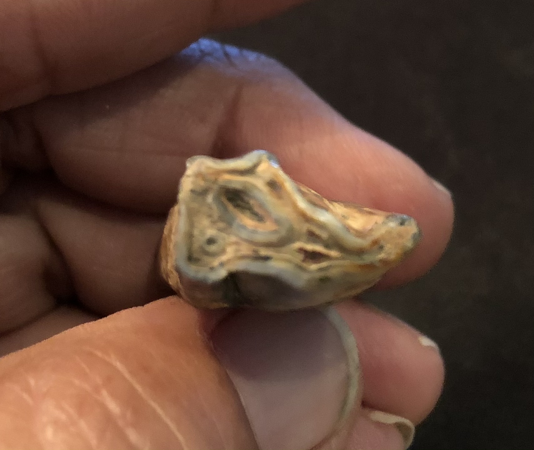 Mammal Teeth - Fossil ID - The Fossil Forum