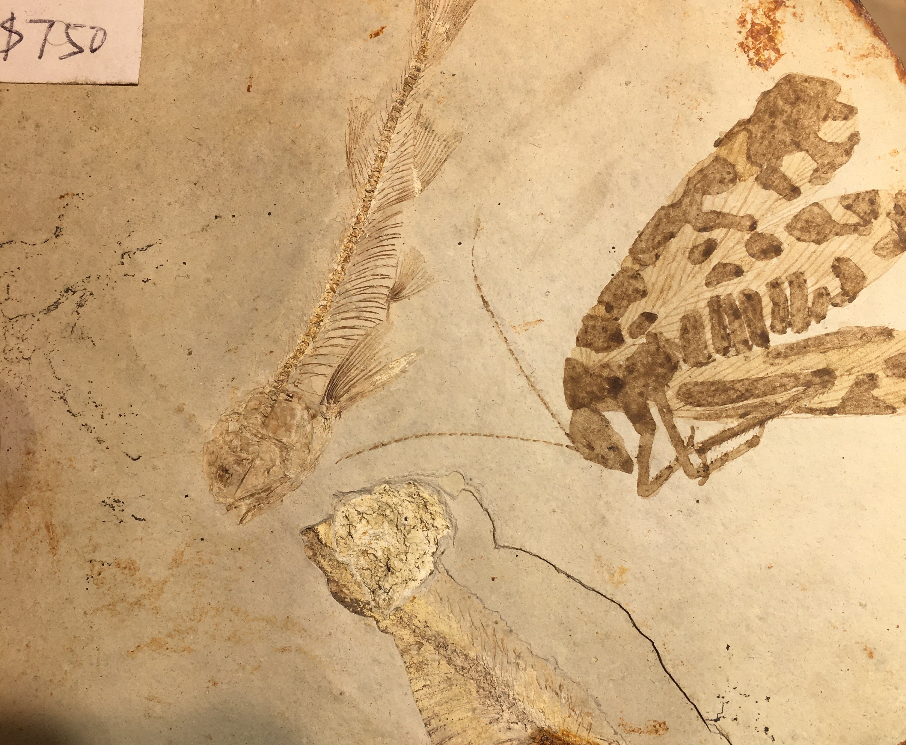 Fake Cretaceous Insect Fossils from China are now on sale at a show ...