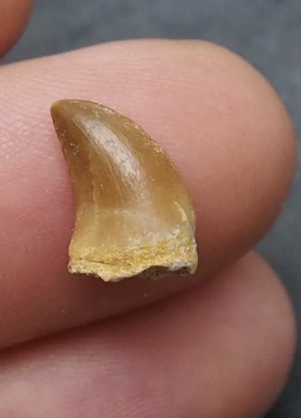 Halisaurus tooth? - Fossil ID - The Fossil Forum