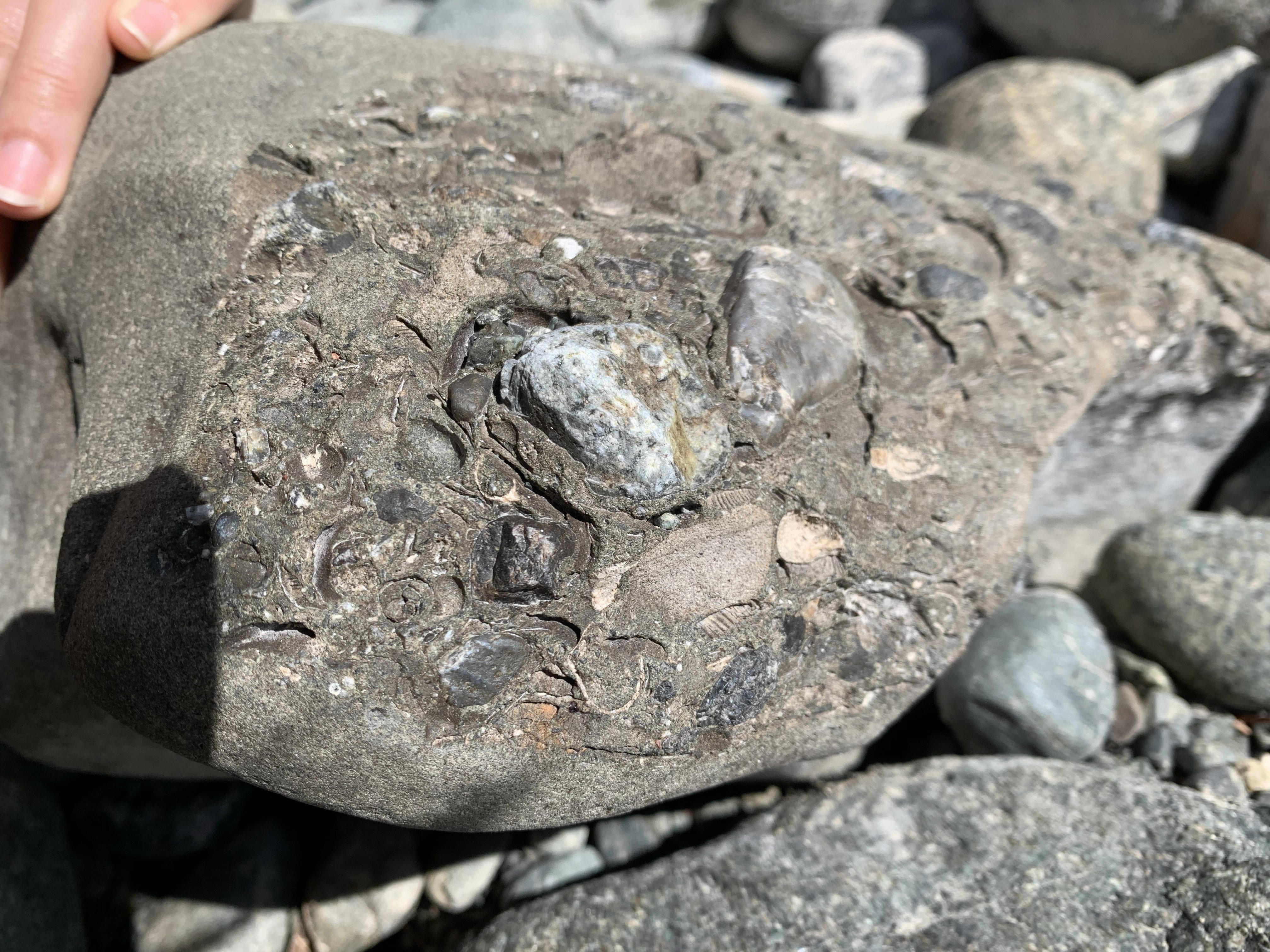 Please ID this cluster from Vancouver Island, BC. - Fossil ID - The ...
