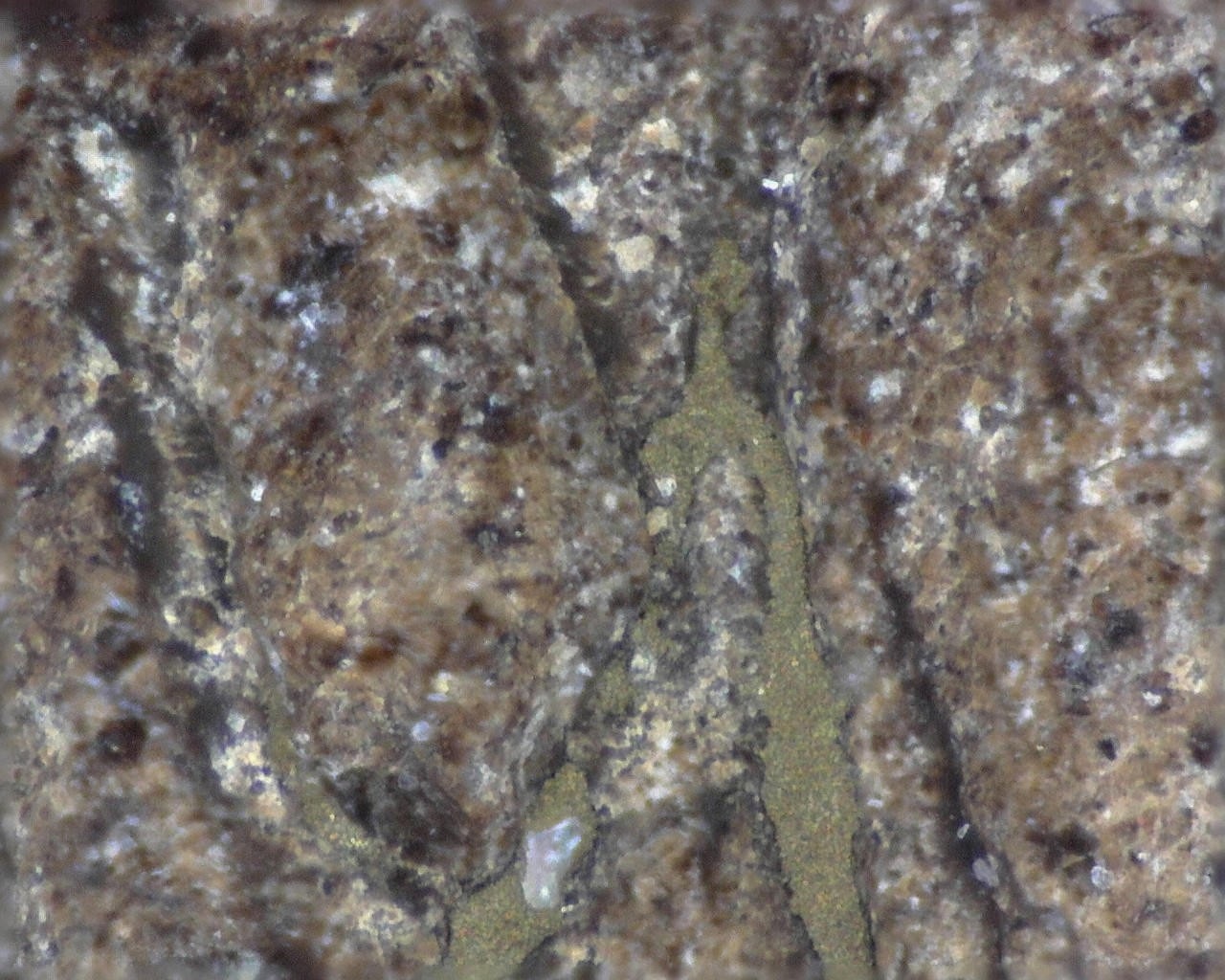 Bitten coprolite and other coprolites - Partners in Paleontology ...