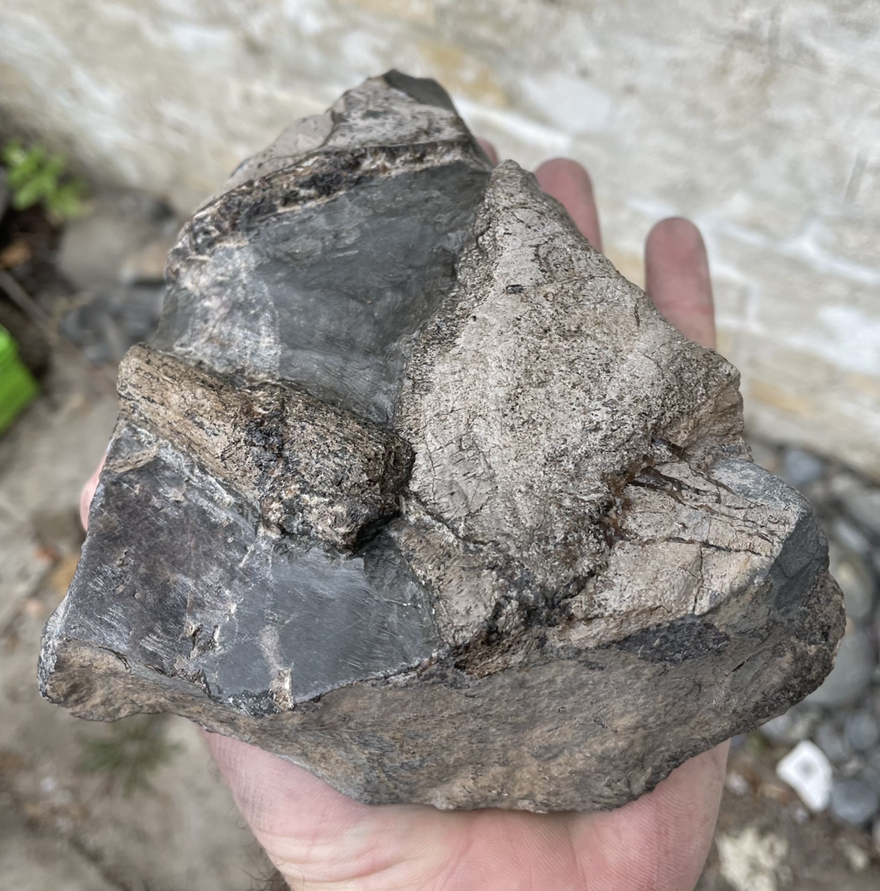 Bones in septarian nodule from Whitby - Fossil ID - The Fossil Forum
