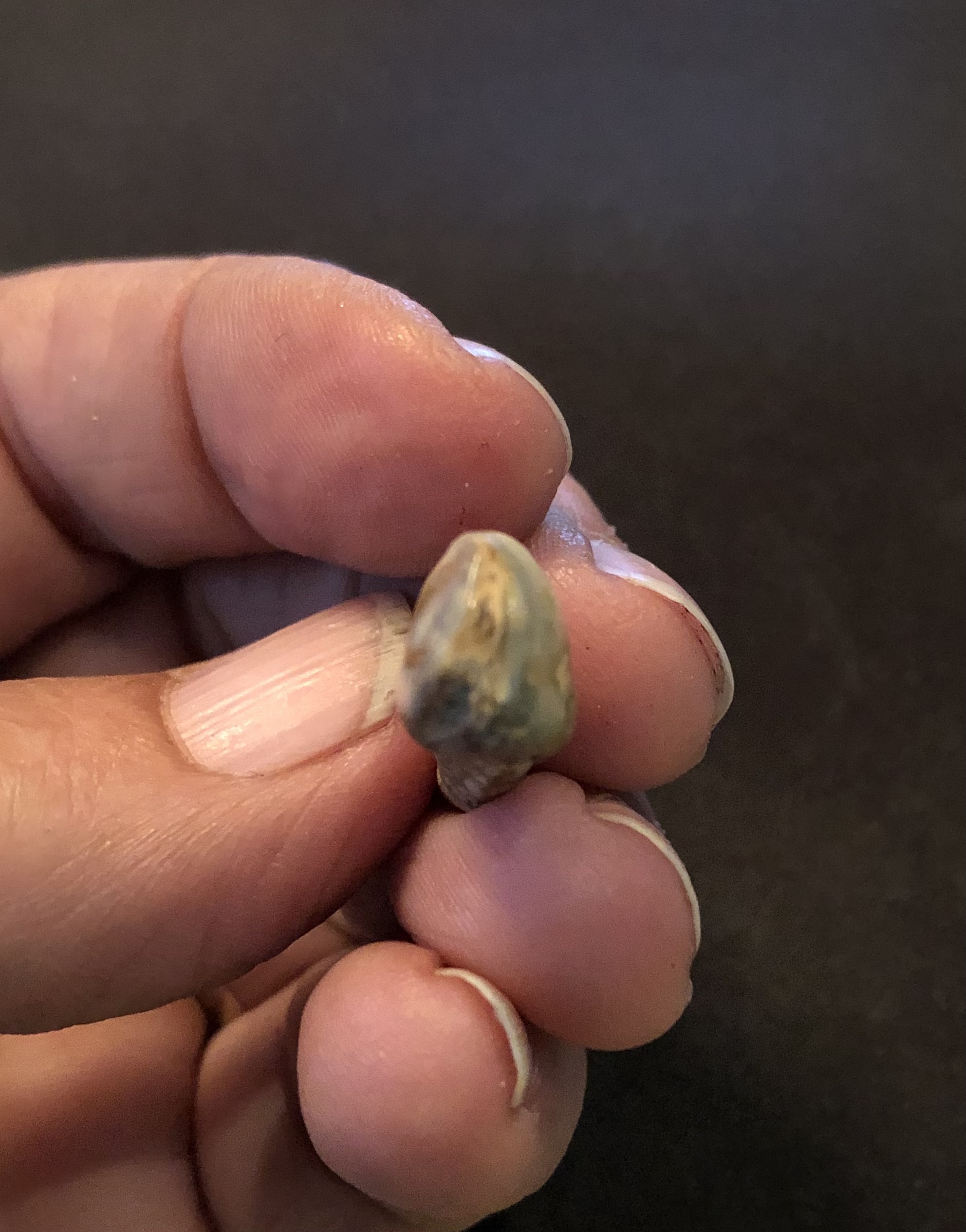 Mammal Teeth - Fossil ID - The Fossil Forum