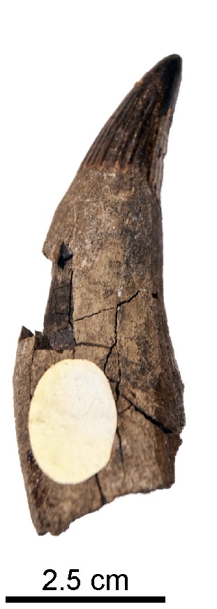 Pliosaur Tooth from Russia? - Fossil ID - The Fossil Forum