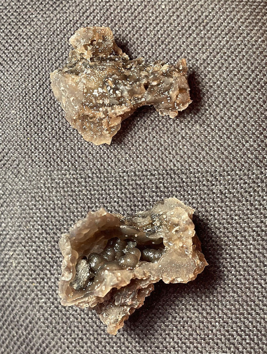 Dolphin Periotic - Fossil ID - The Fossil Forum