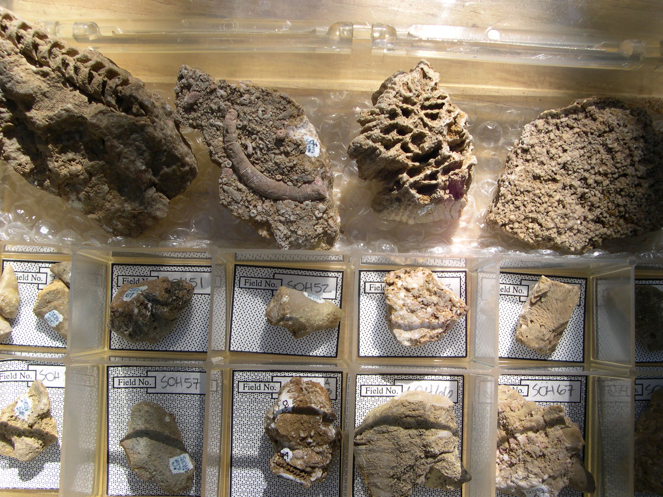 Assembling An Archival Marking Kit For Paleontological Specimens ...