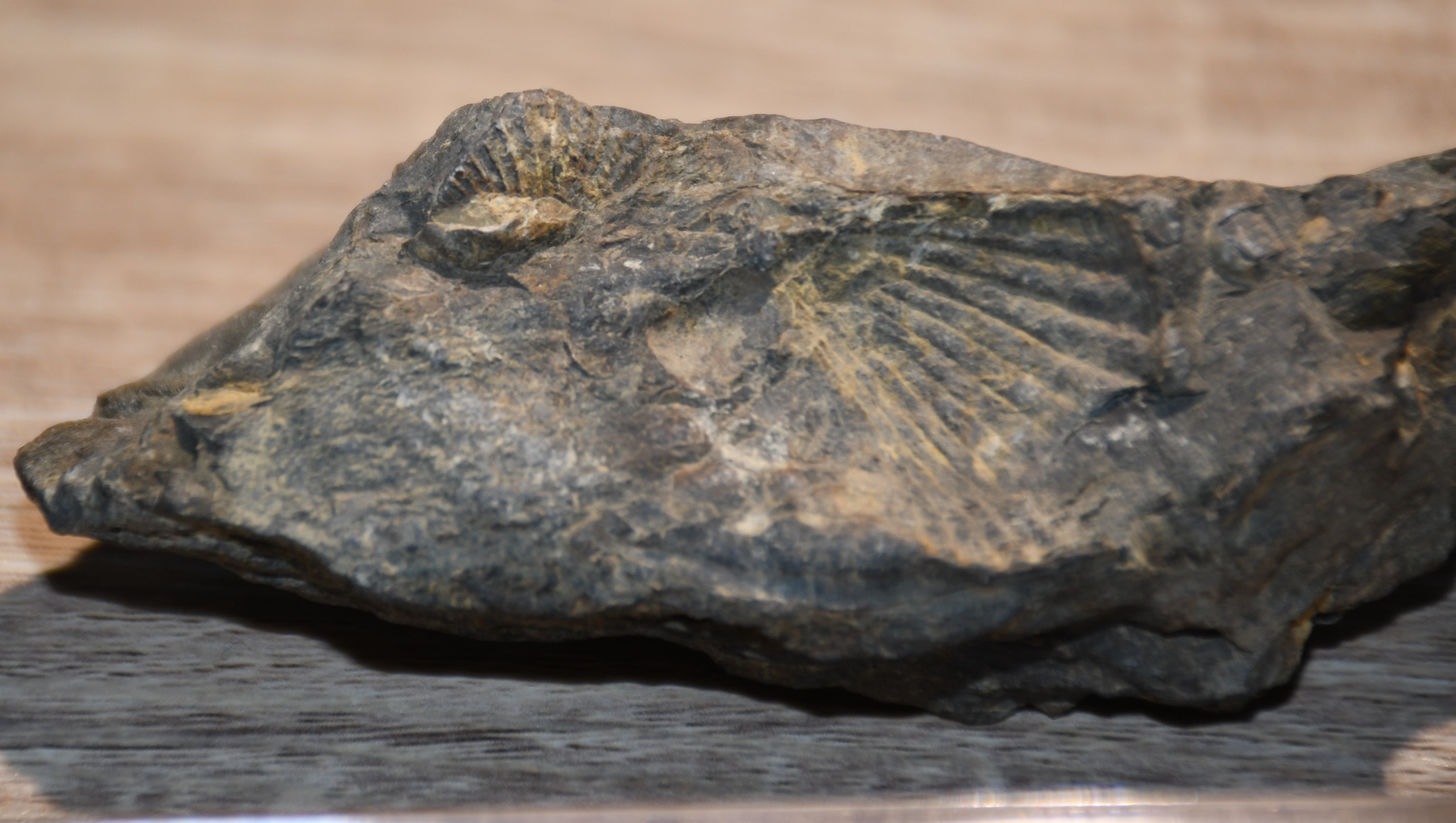 Fossil identification Bergamo (italy) - Fossil ID - The Fossil Forum