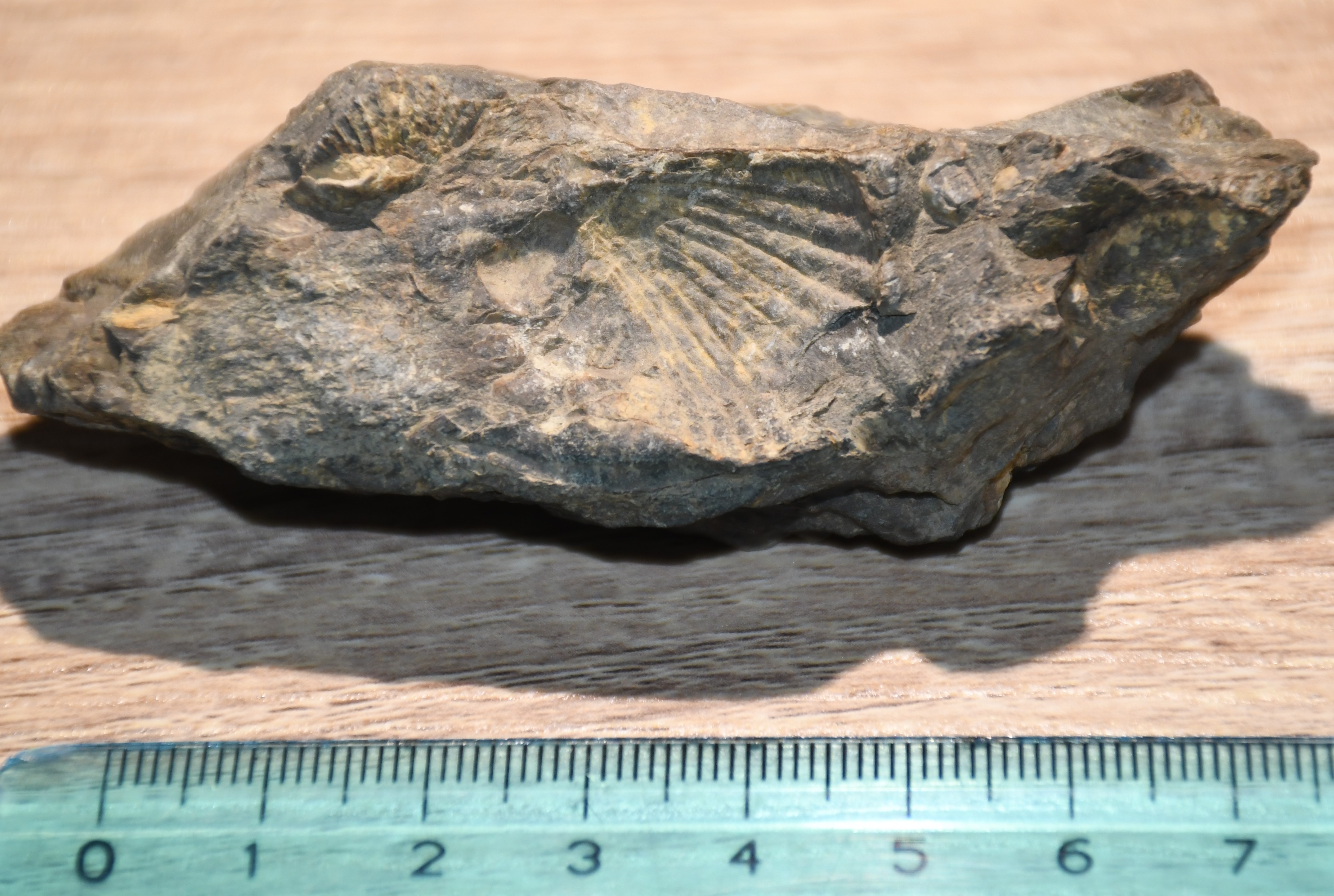 Fossil identification Bergamo (italy) - Fossil ID - The Fossil Forum
