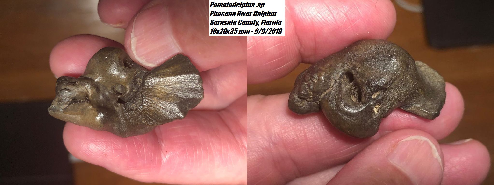 Dolphin Periotic - Fossil ID - The Fossil Forum