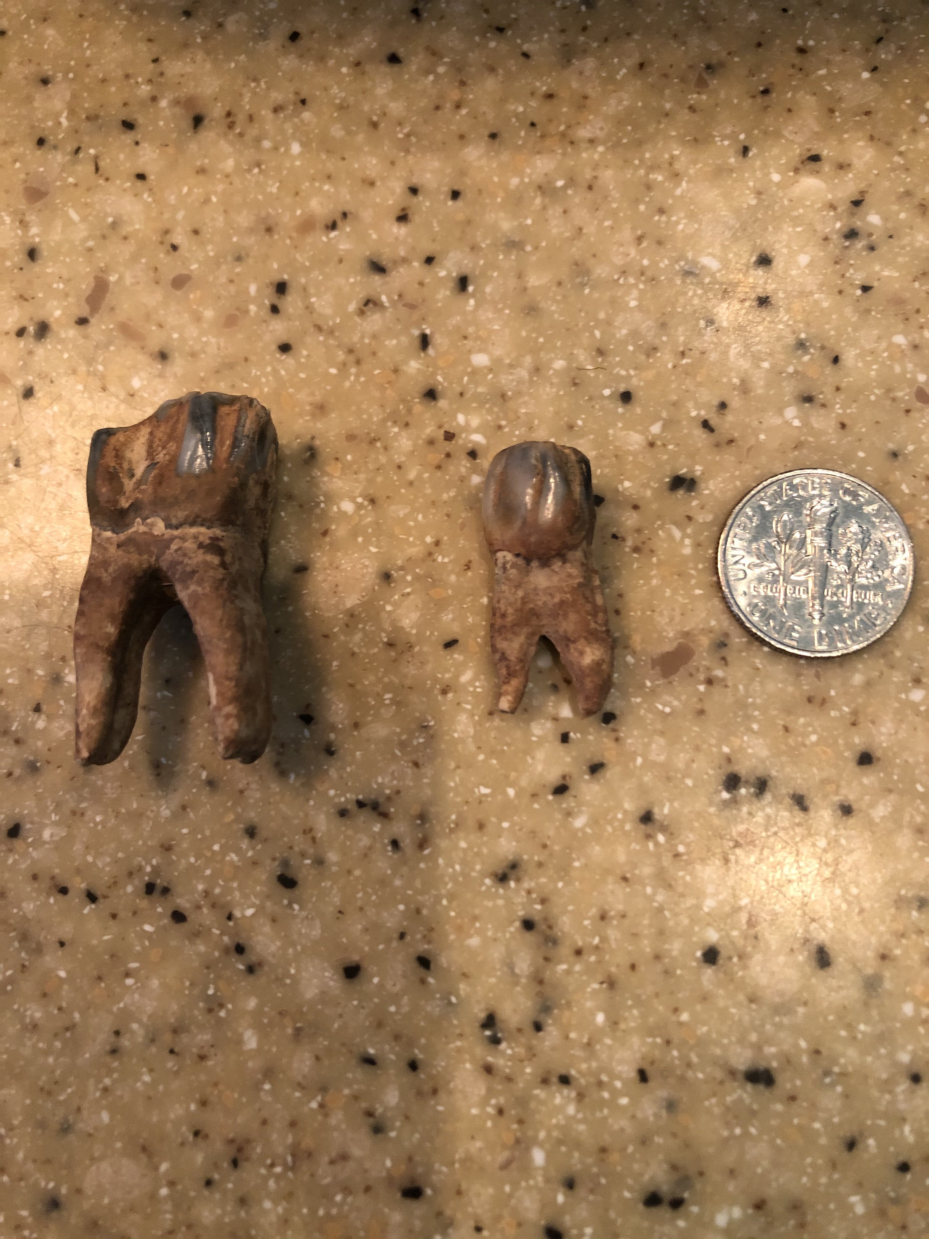 Mammal Teeth - Fossil ID - The Fossil Forum
