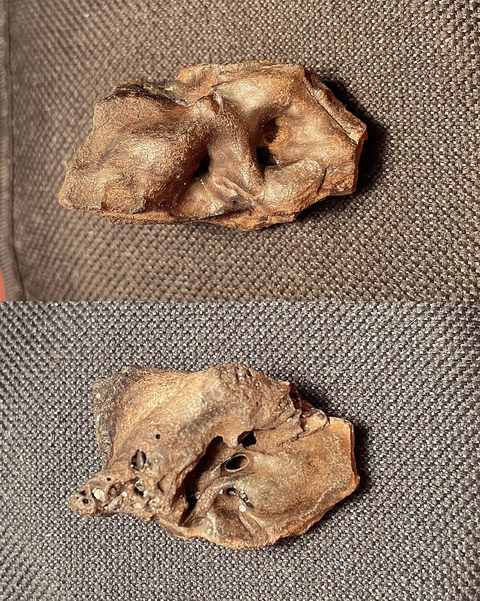 Dolphin Periotic - Fossil ID - The Fossil Forum