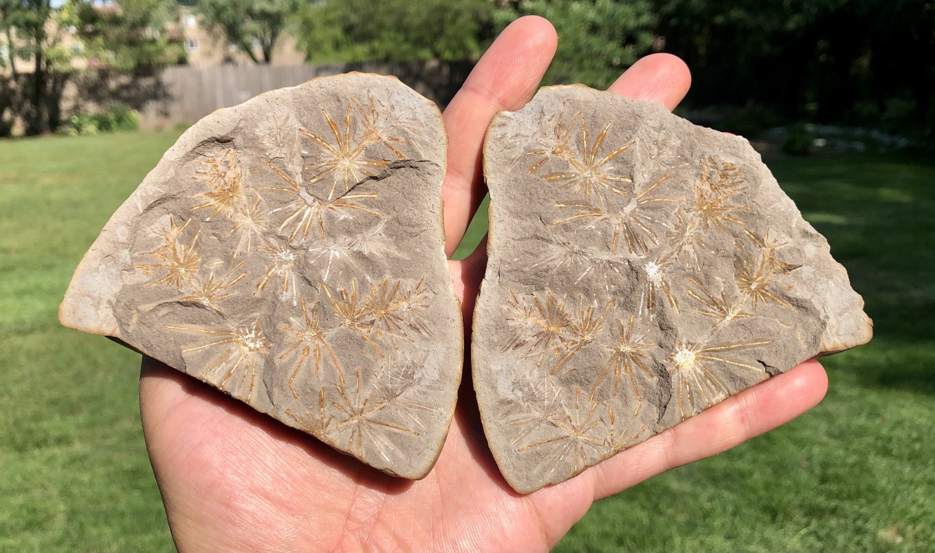 Find Of The Month Winner's Gallery - Page 7 - Fossil of the Month - The ...
