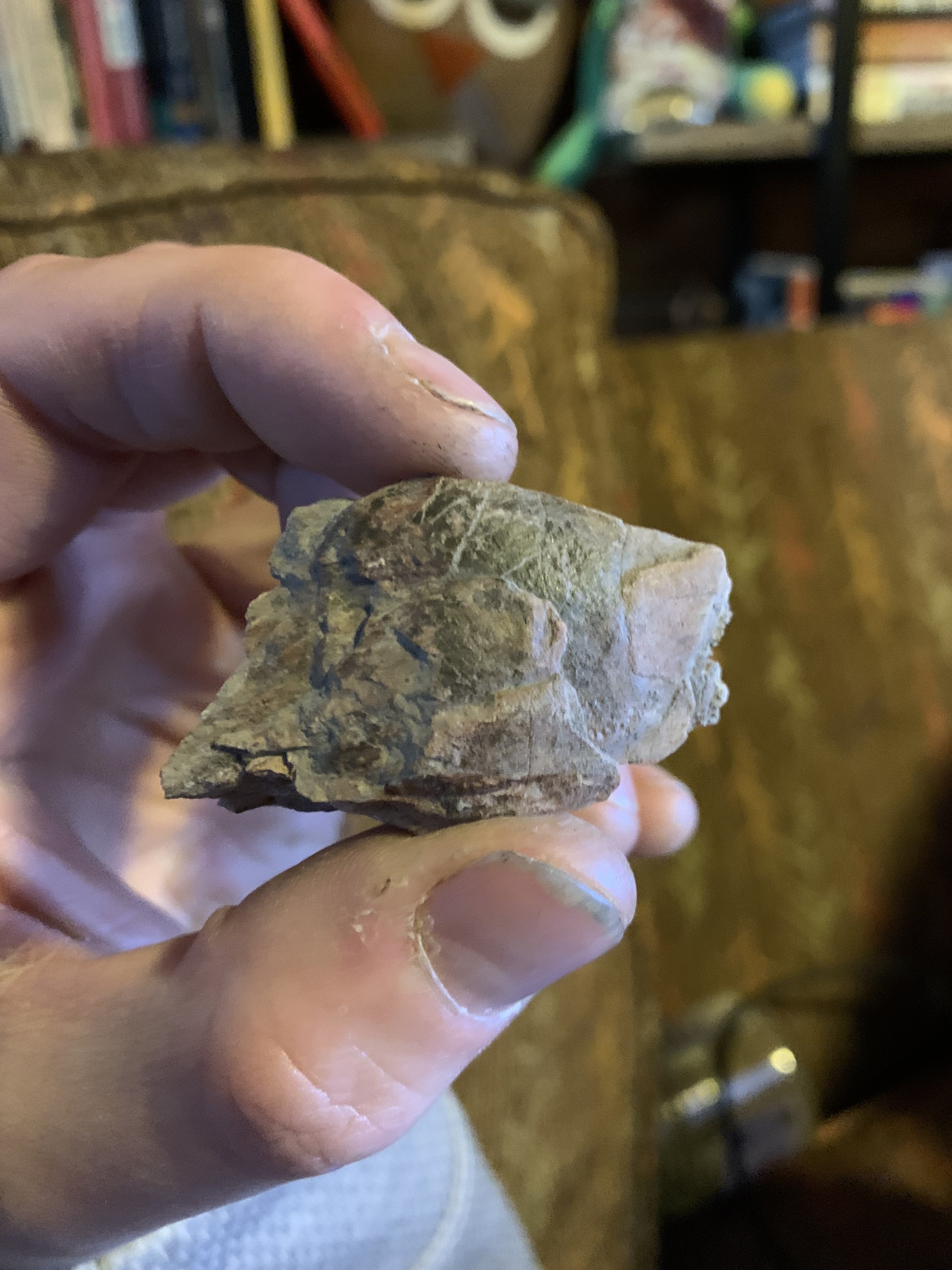 Turtle Head Fossil - Fossil ID - The Fossil Forum