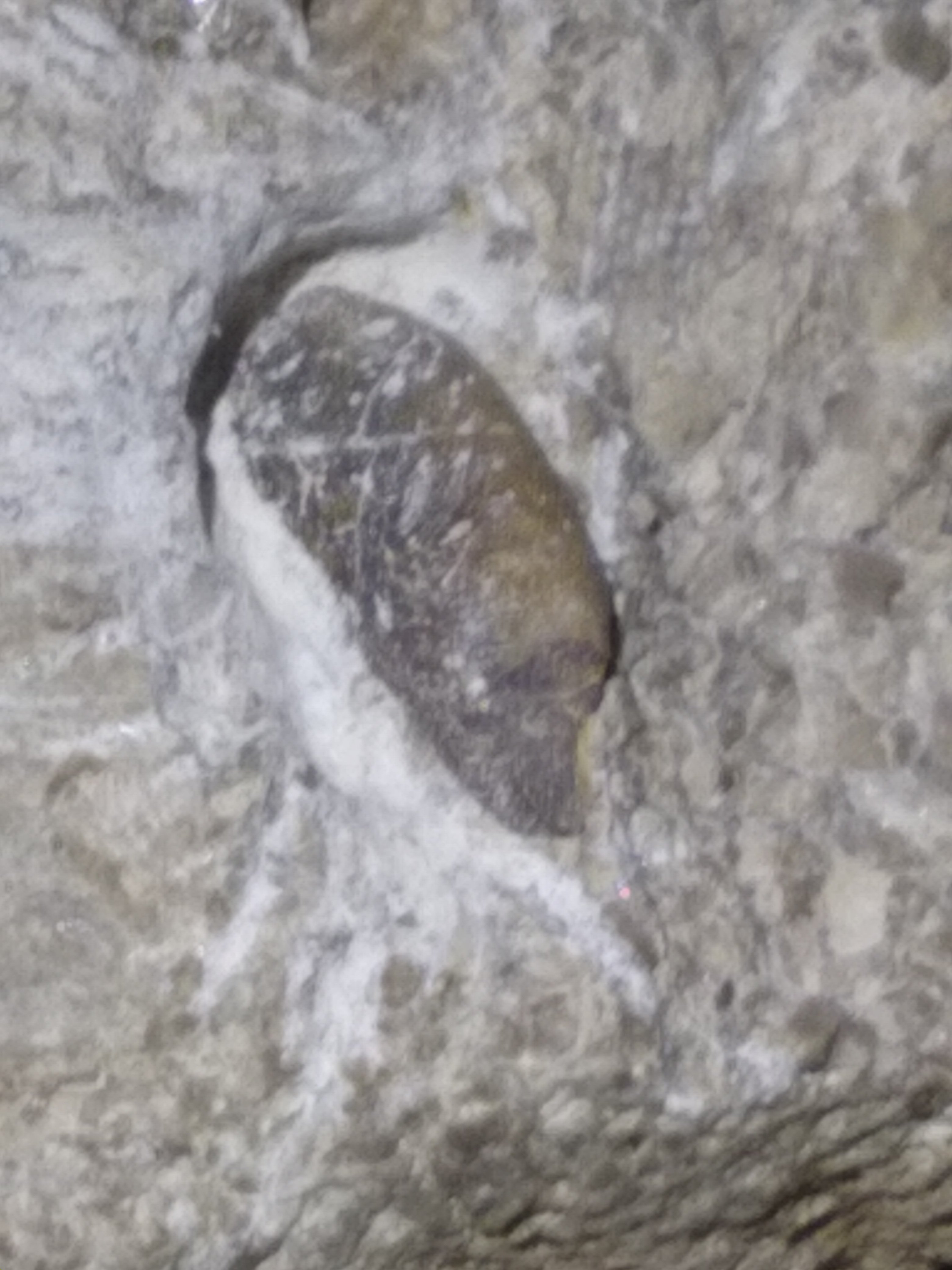 Is this Rock made up of plant & animal fossils - Fossil ID - The Fossil ...