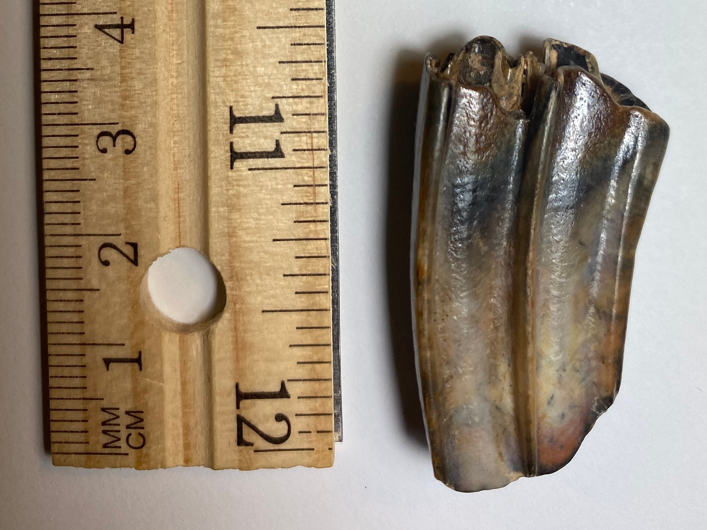 Texas Camel/Llama Teeth? - Fossil ID - The Fossil Forum