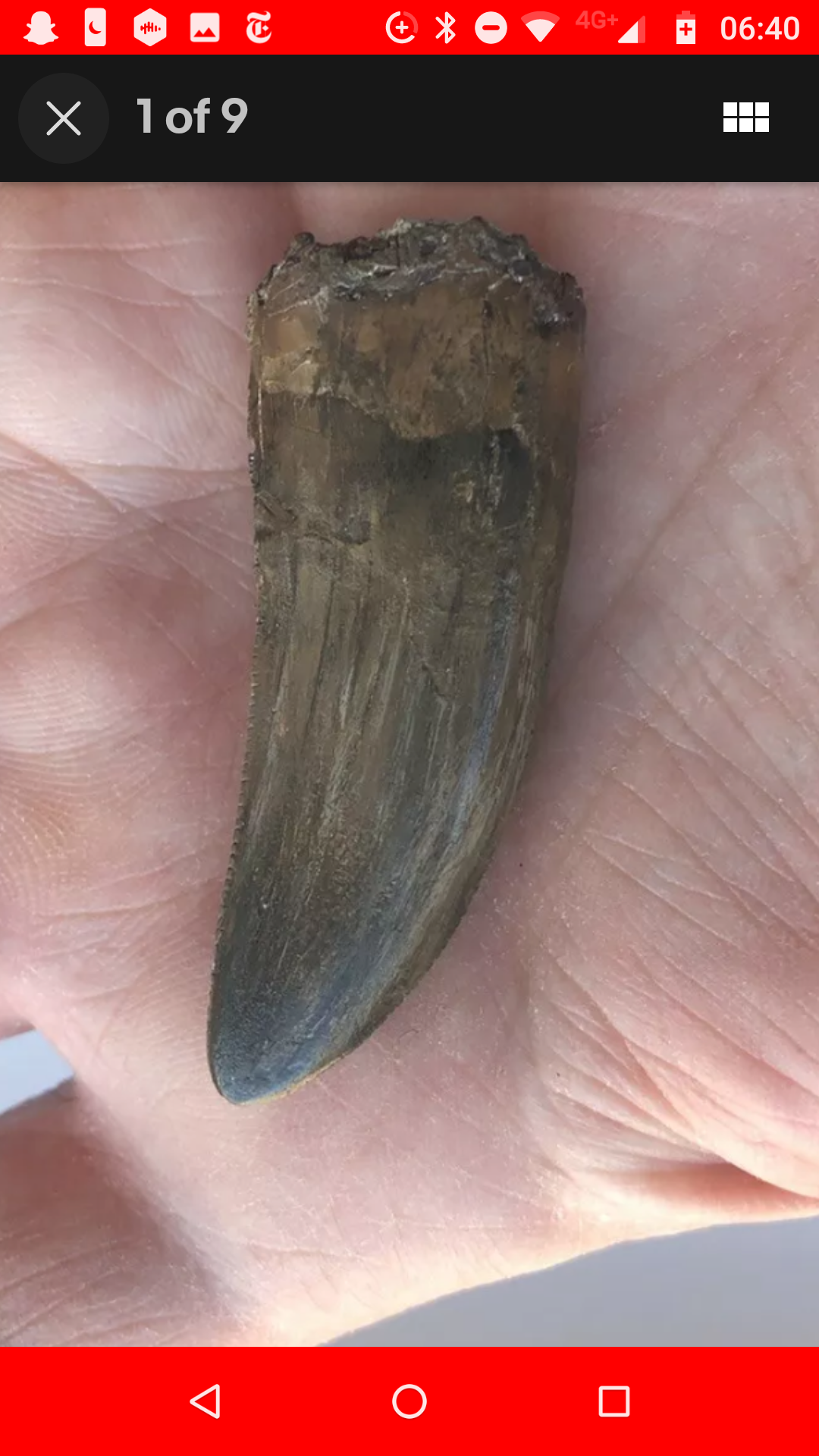 Texas tyrannosaurus tooth - Fossil ID - The Fossil Forum