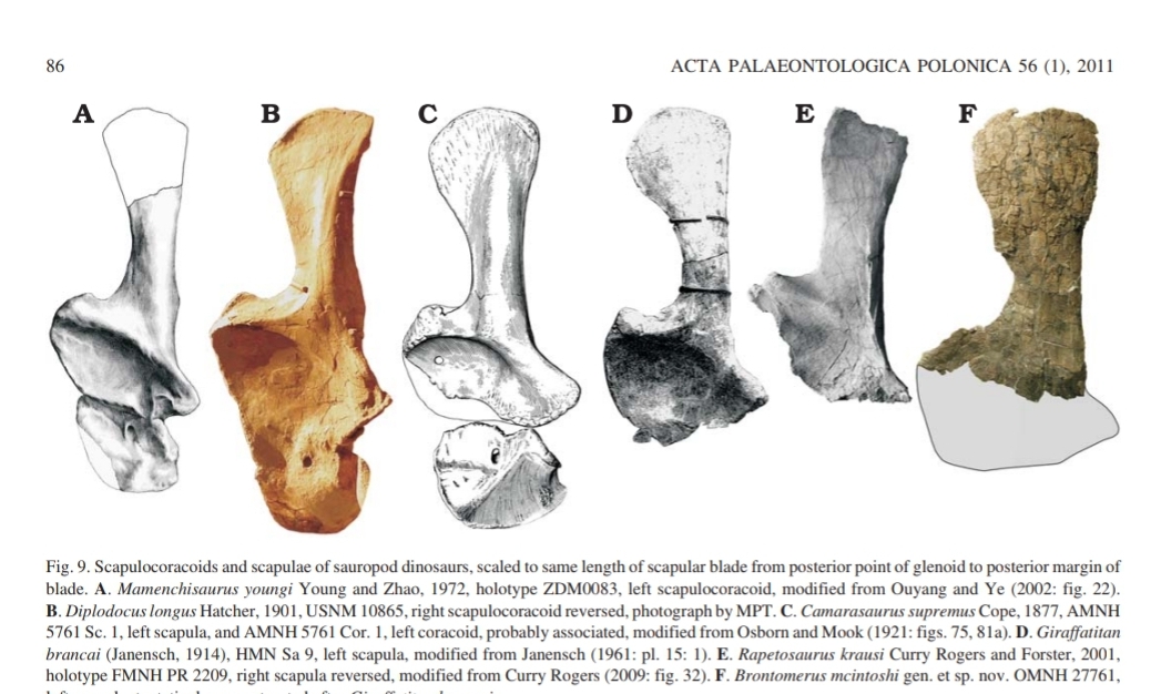 Diplodocus bone? - Is It Real? How to Recognize Fossil Fabrications ...